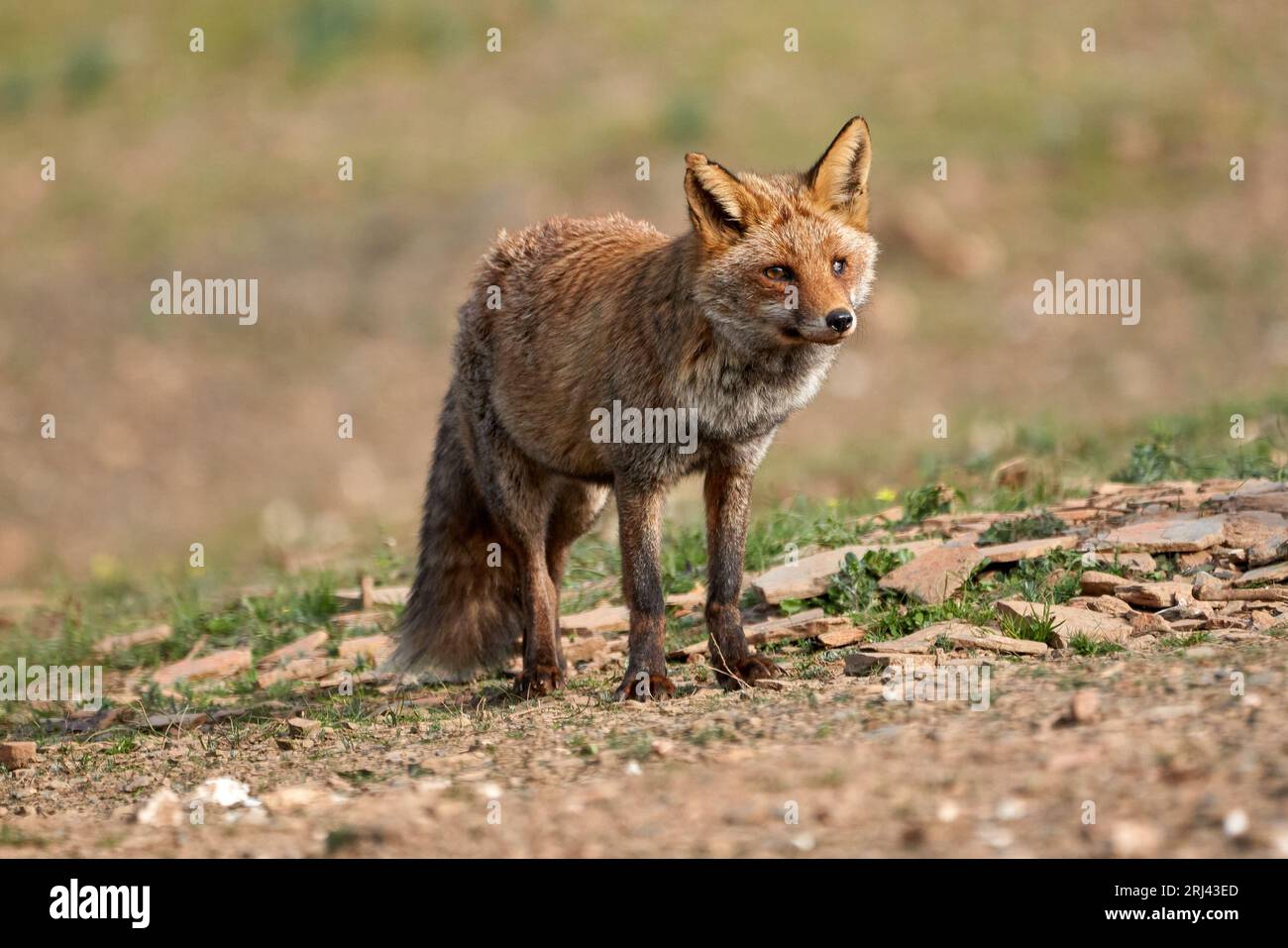 A beautiful portrait of a free red fox in the nature of Spain Stock ...