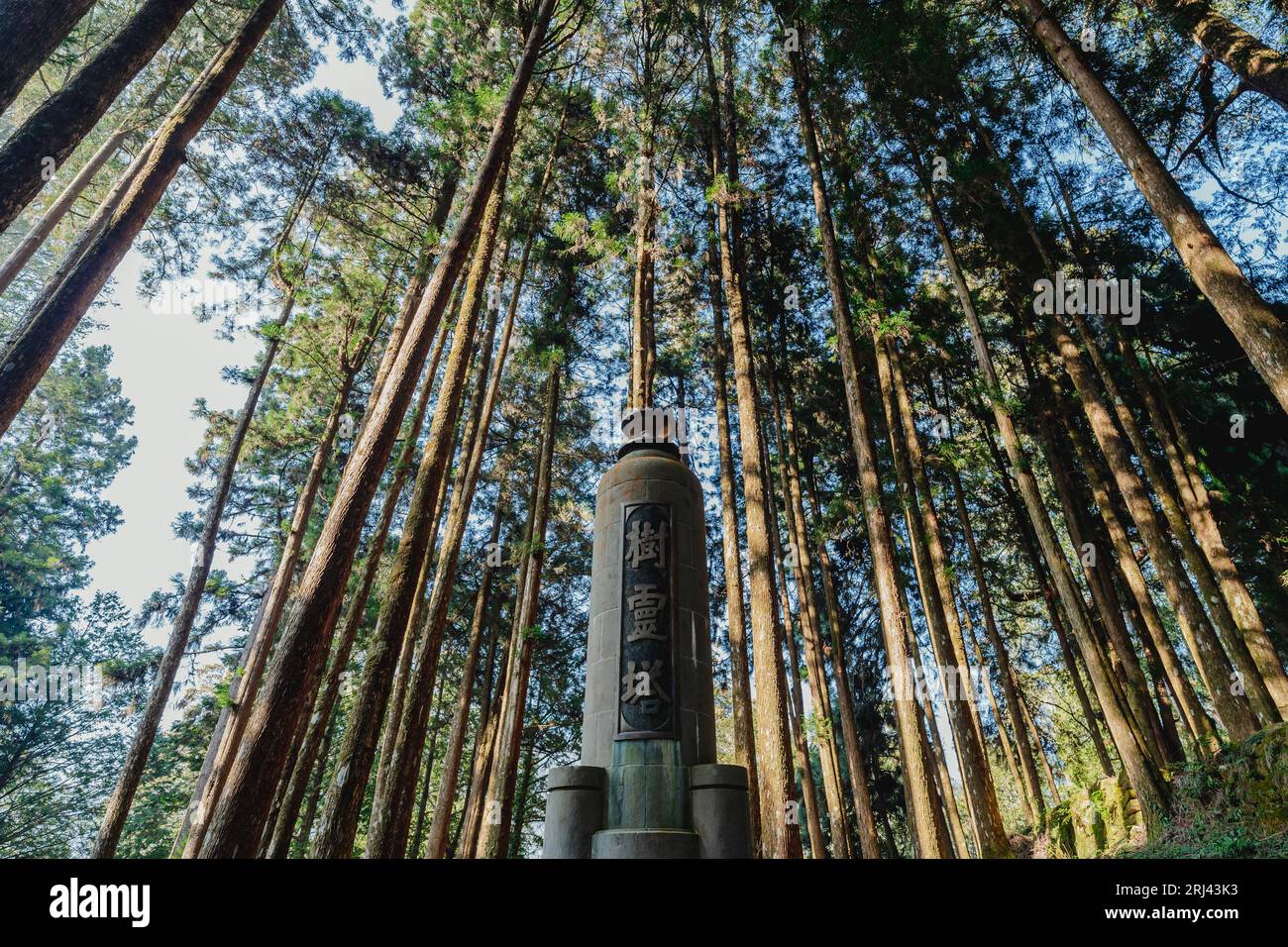 A closeup of the Iconic Shen Mu landmark in Alishan Stock Photo - Alamy
