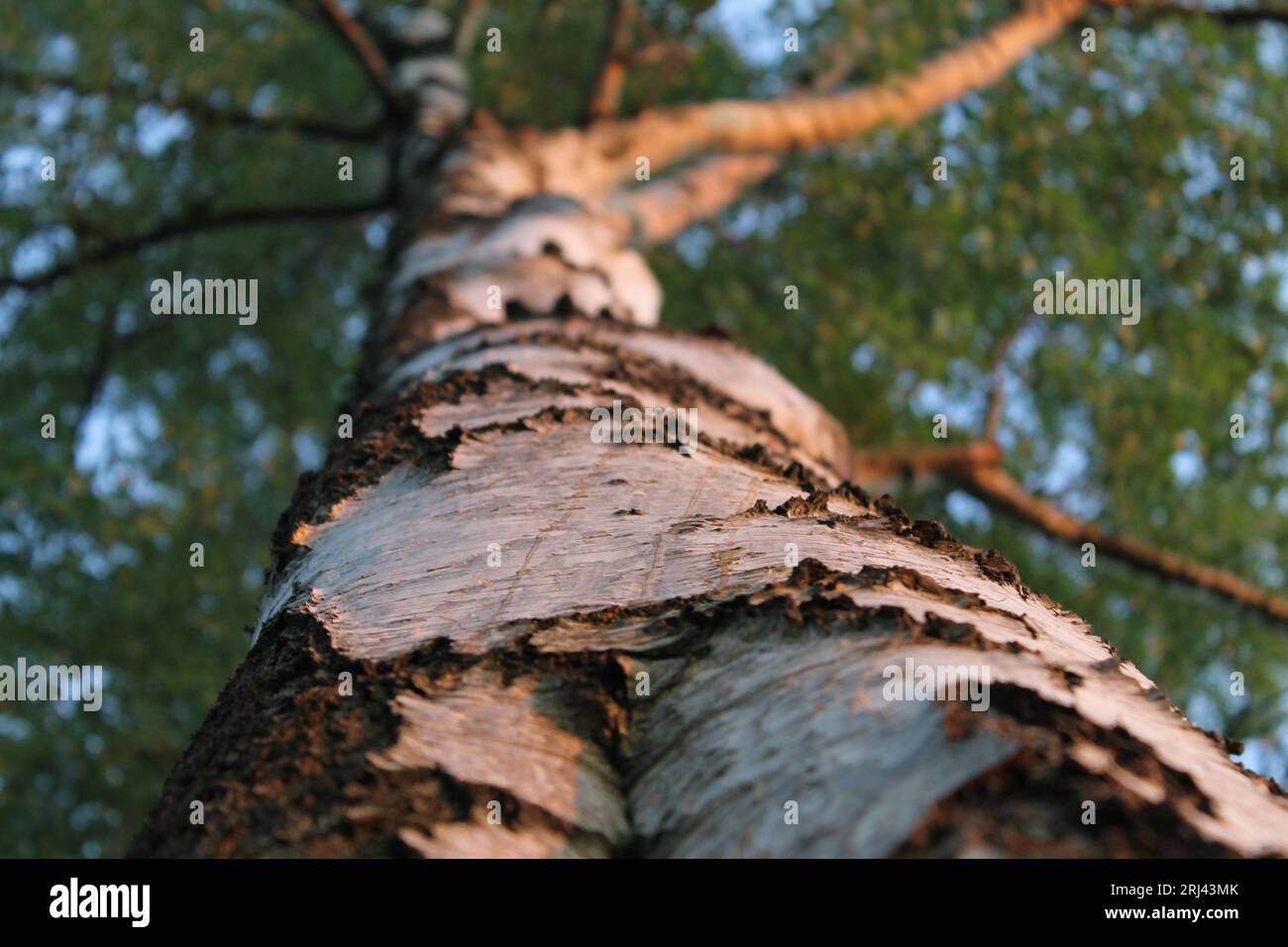 An old birch tree with a few pieces of its bark scattered around its ...