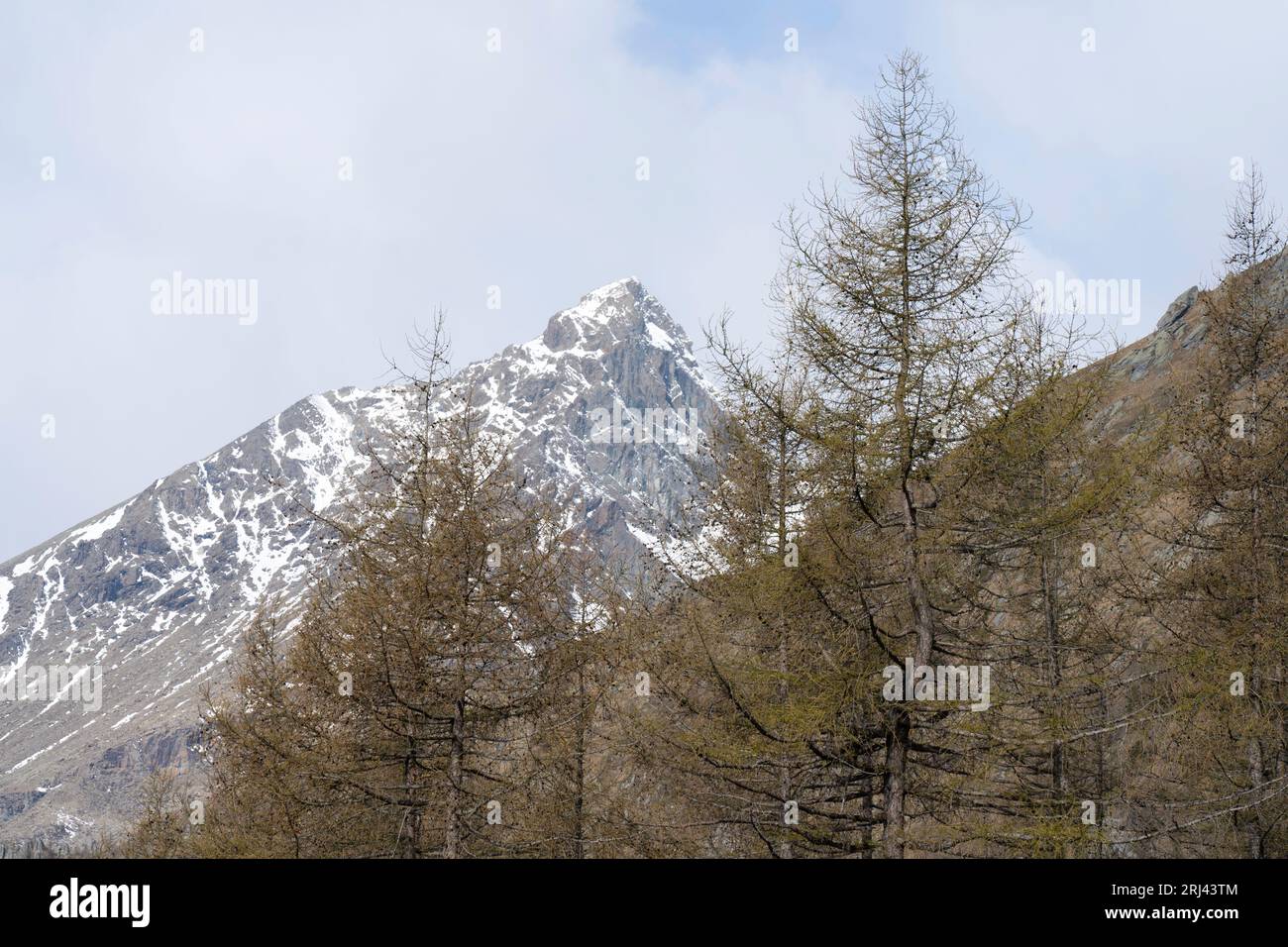 alpine trees and snow covered rocky mountain peak and ridges in the ...