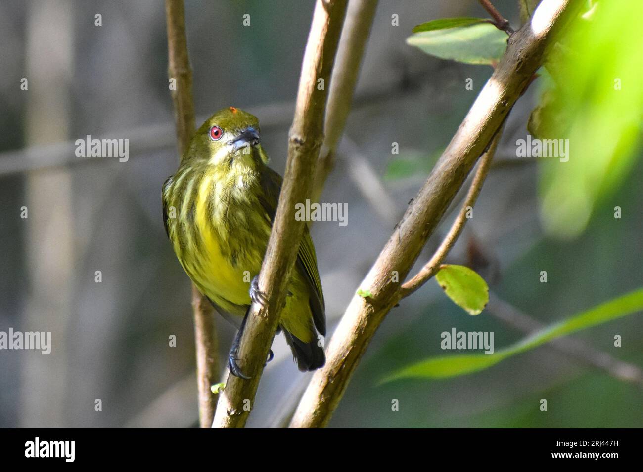 A small green bird perched on a tree branch in a lush, green forest ...