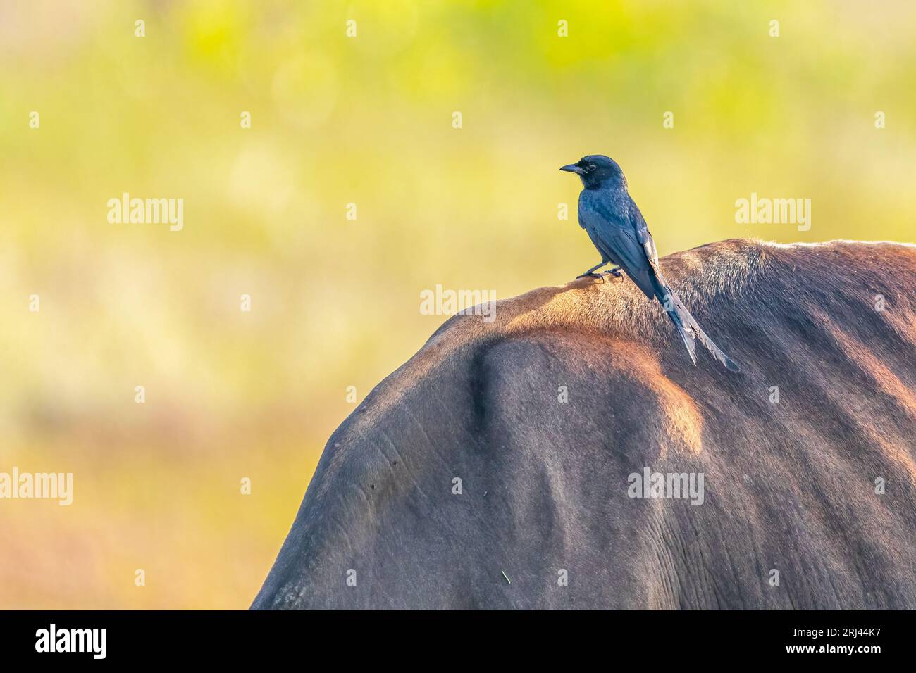 Drongo in flight hi-res stock photography and images - Alamy