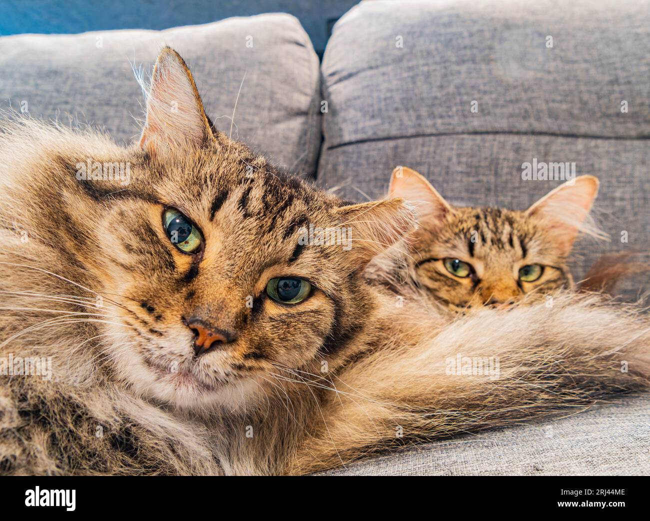 Close up shot of a cute young Maine Coon mixes at Oklahoma Stock Photo ...