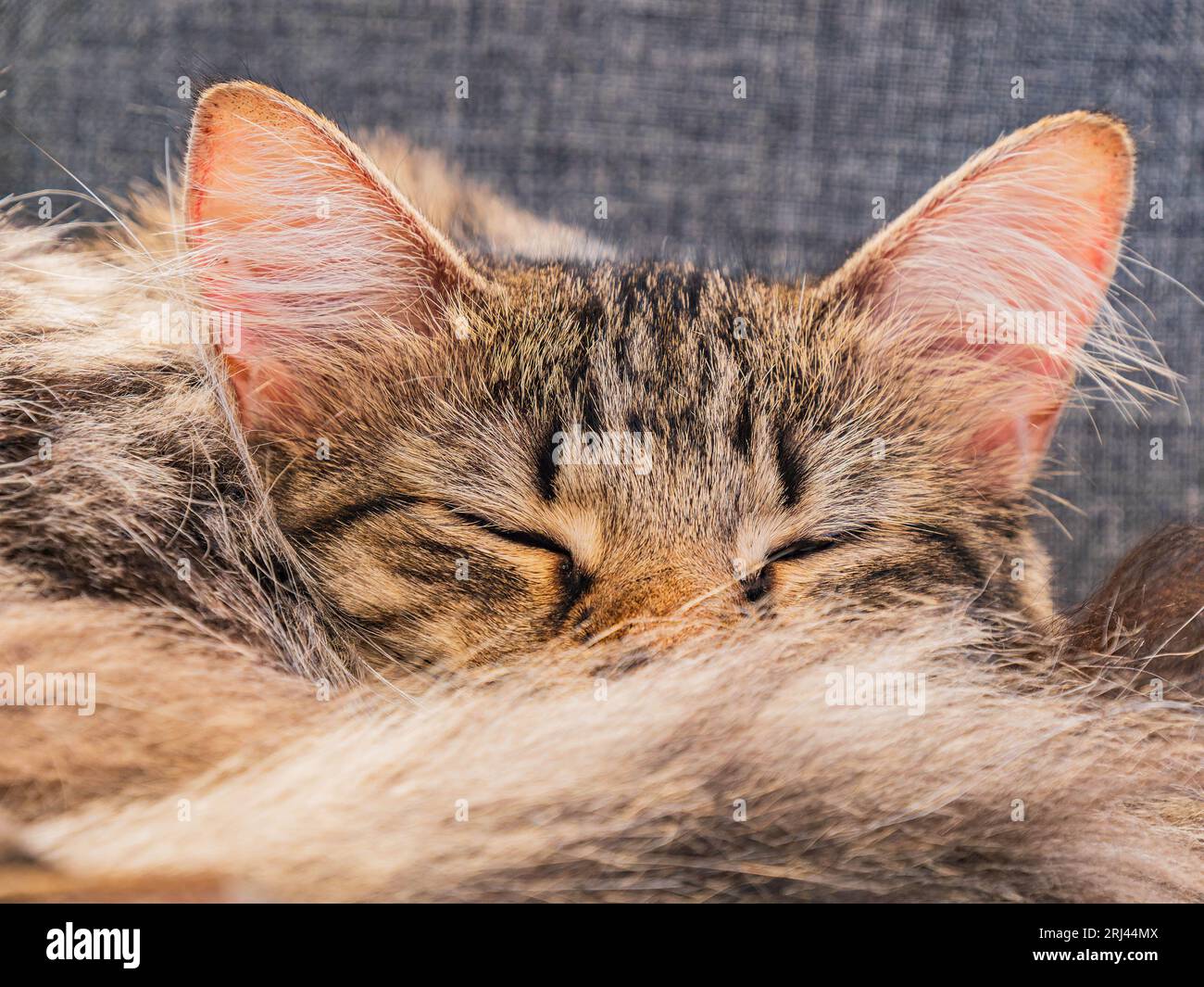 Close up shot of a cute young Maine Coon mixes at Oklahoma Stock Photo ...