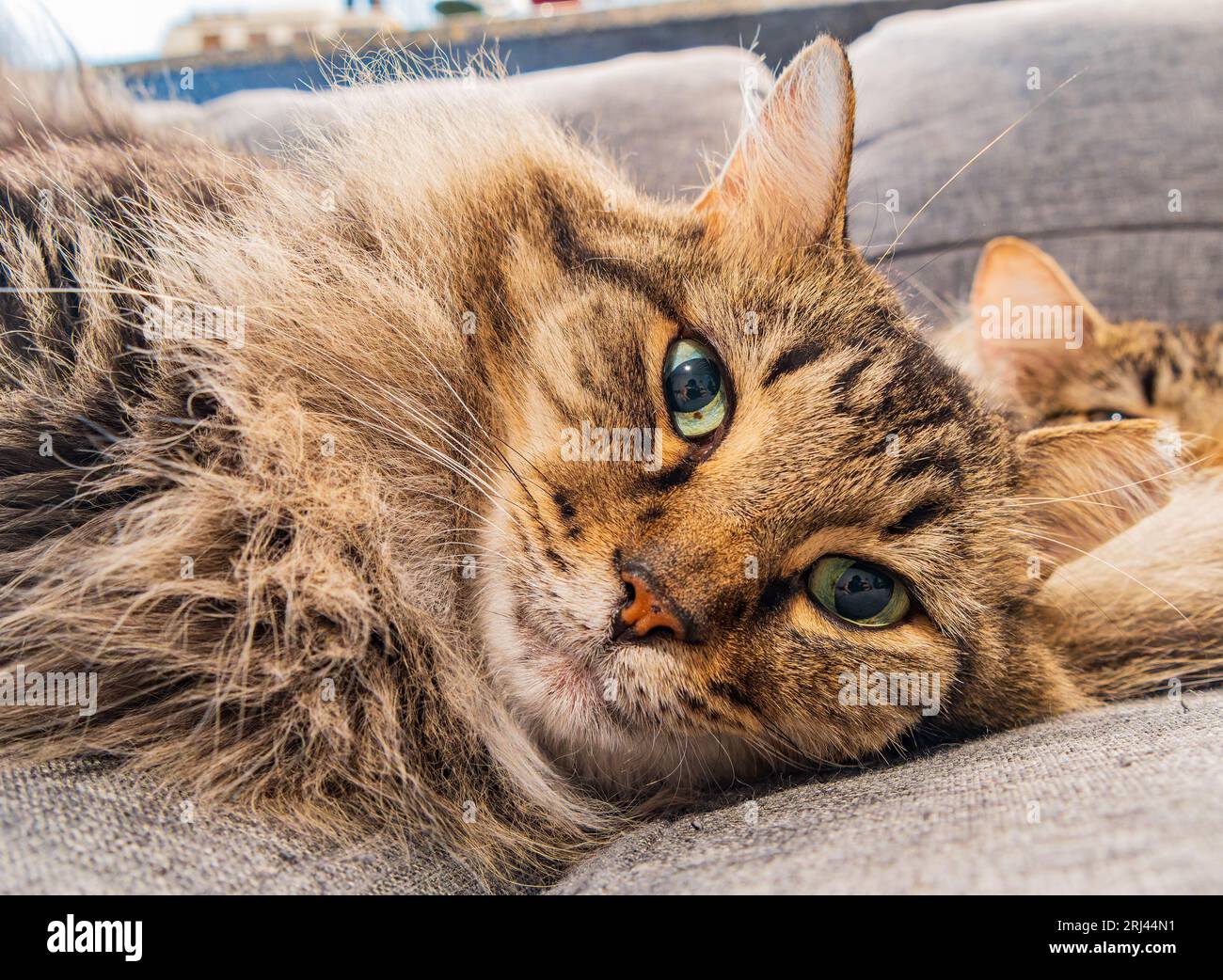 Close up shot of a cute young Maine Coon mixes at Oklahoma Stock Photo ...