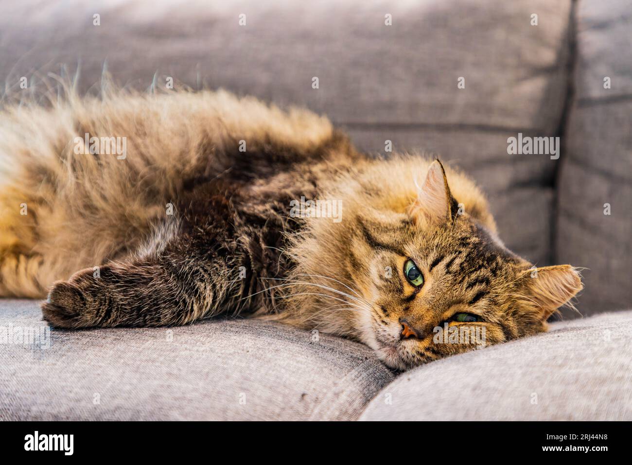 Close up shot of a cute young Maine Coon mixes at Oklahoma Stock Photo ...