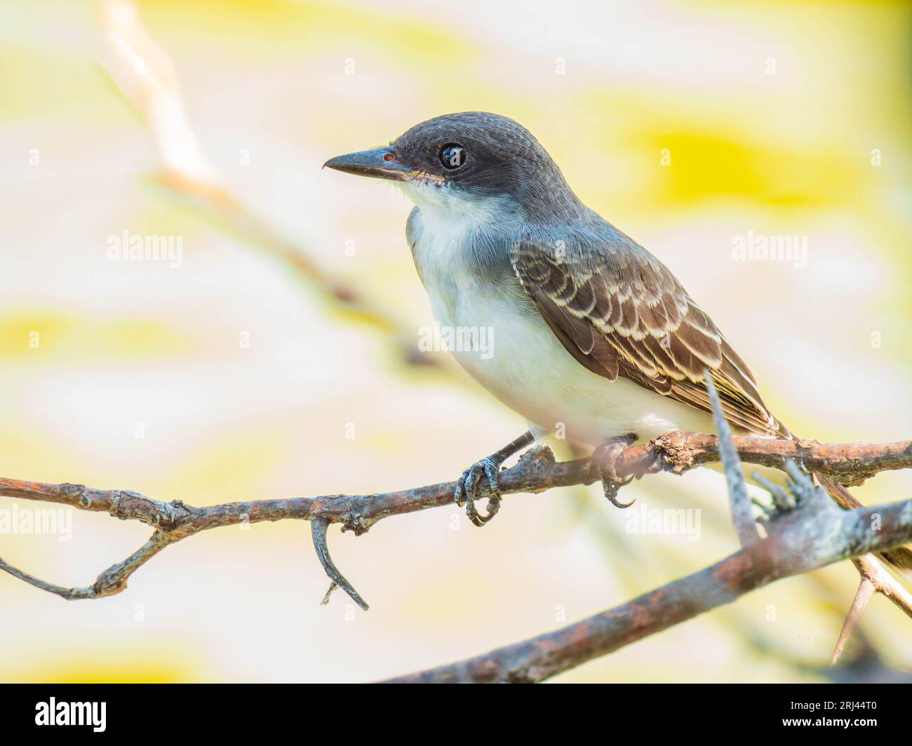 Pitirre hi-res stock photography and images - Alamy