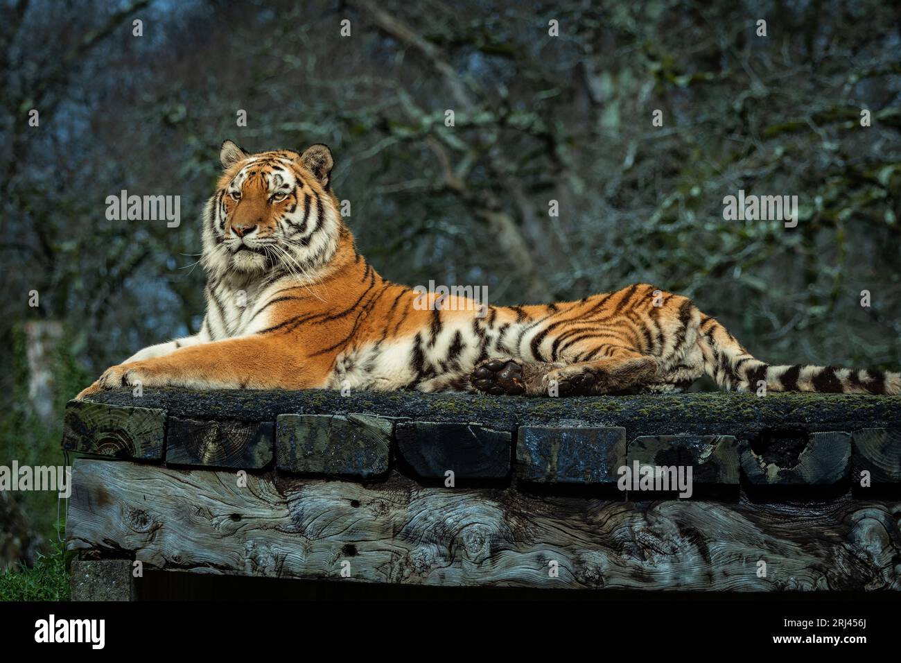 A closeup of a majestic Bengal tiger sitting on the rocky surface with ...