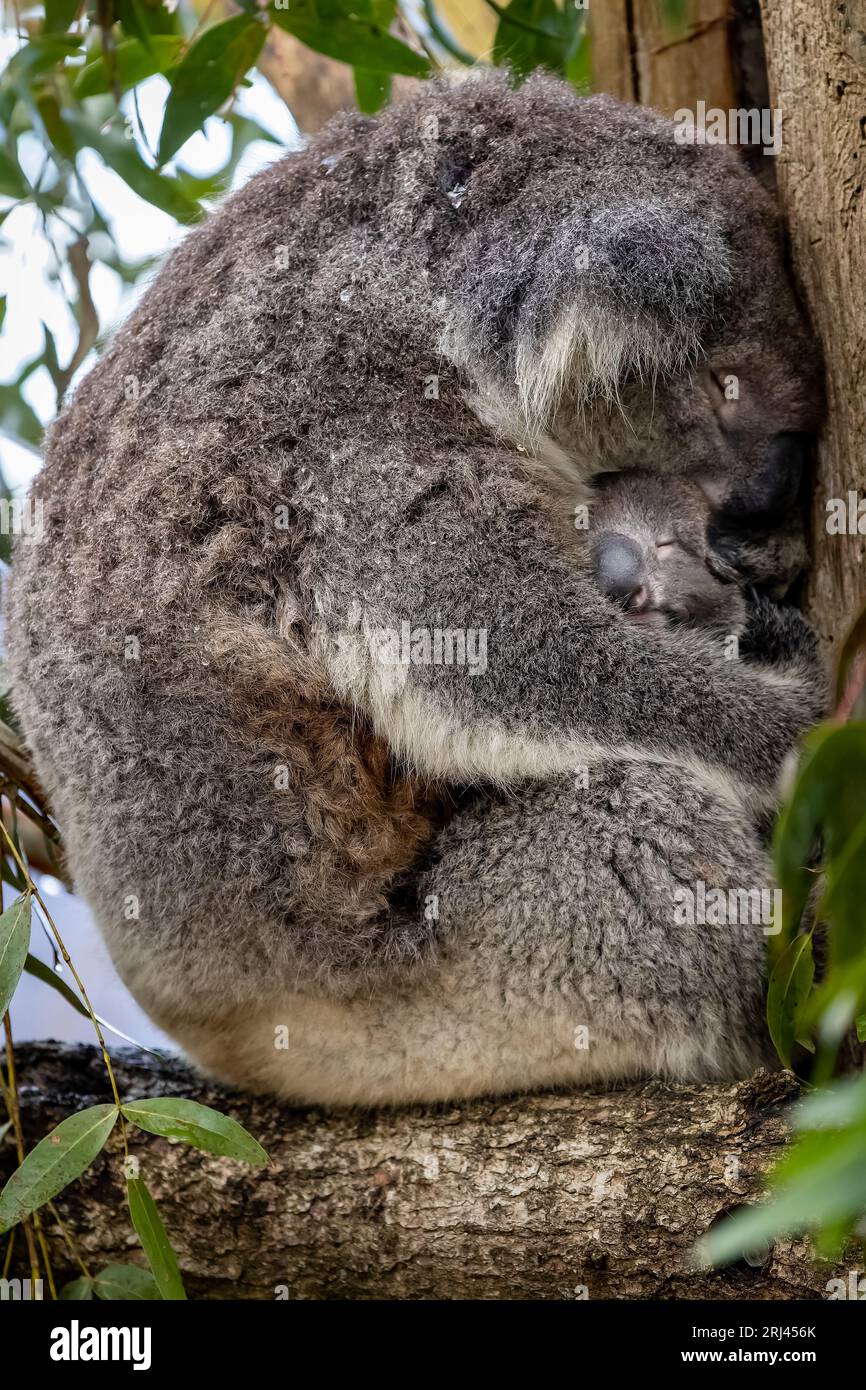 Happy Baby Koala