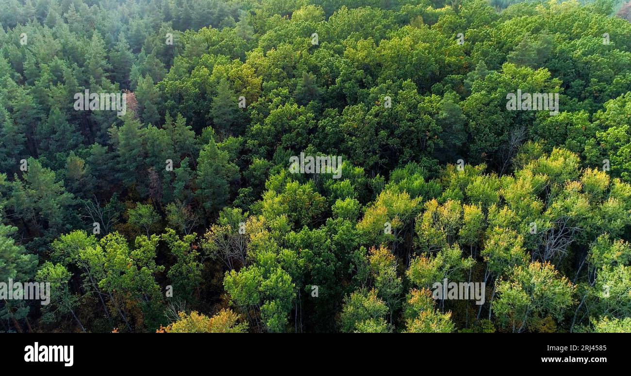 Aerial trees forest foliage atmospheric reserve Stock Photo - Alamy