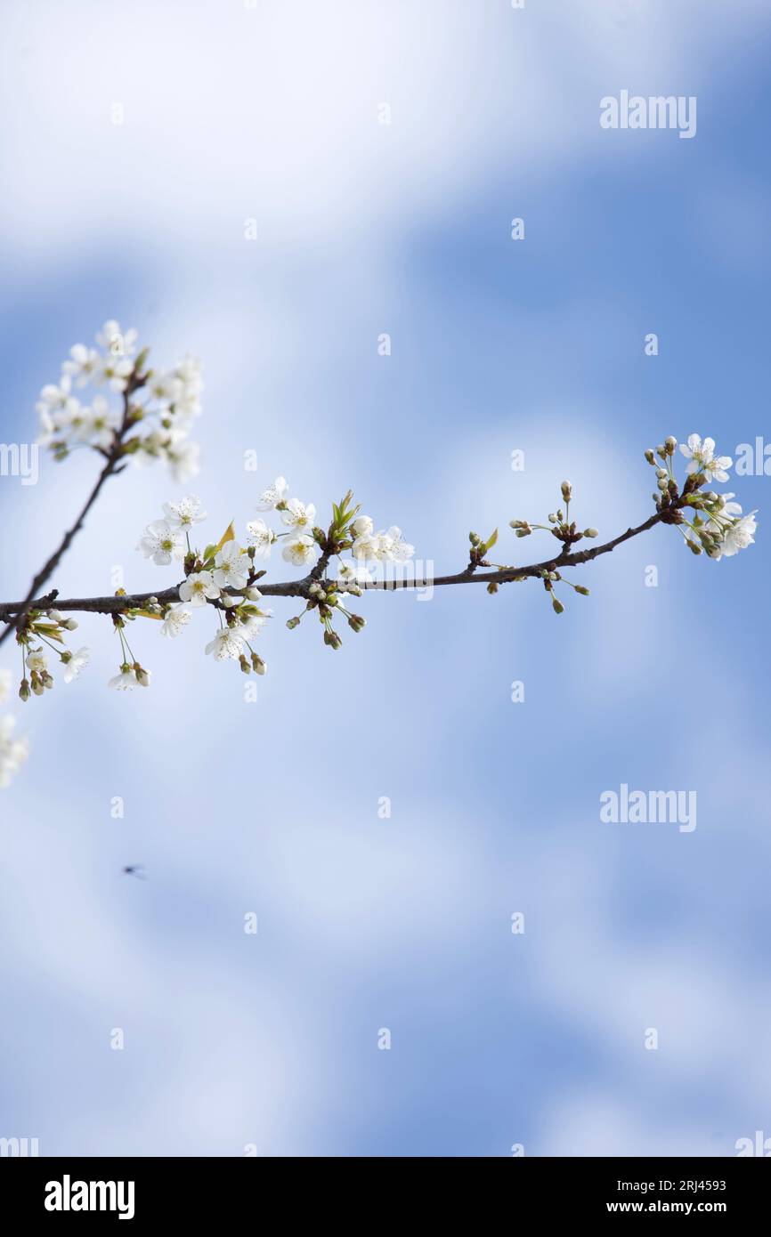 A vertical shot of a vibrant white flower blooms among the branches of ...