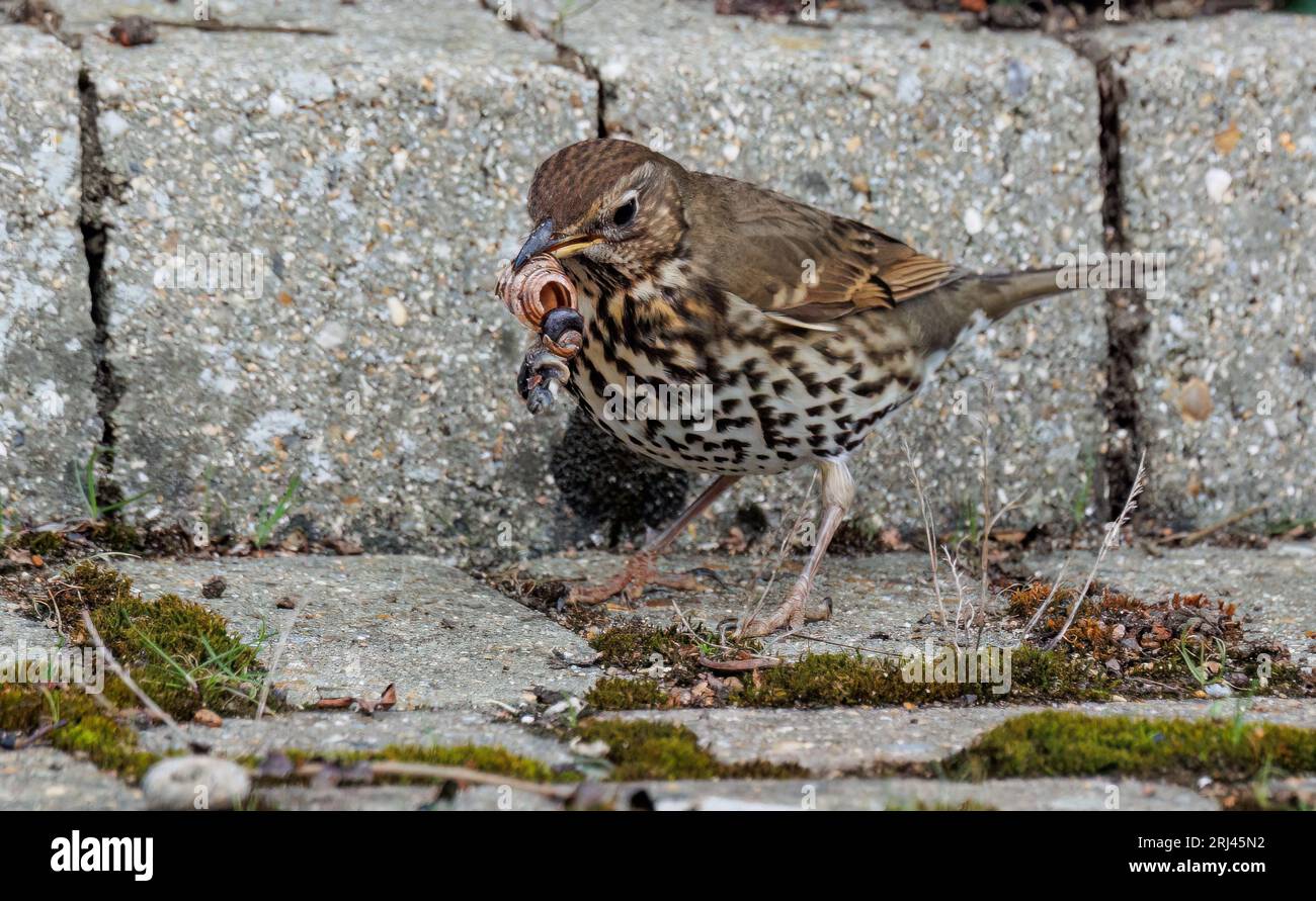 A bird stands on a paved surface with a small object in its beak ...