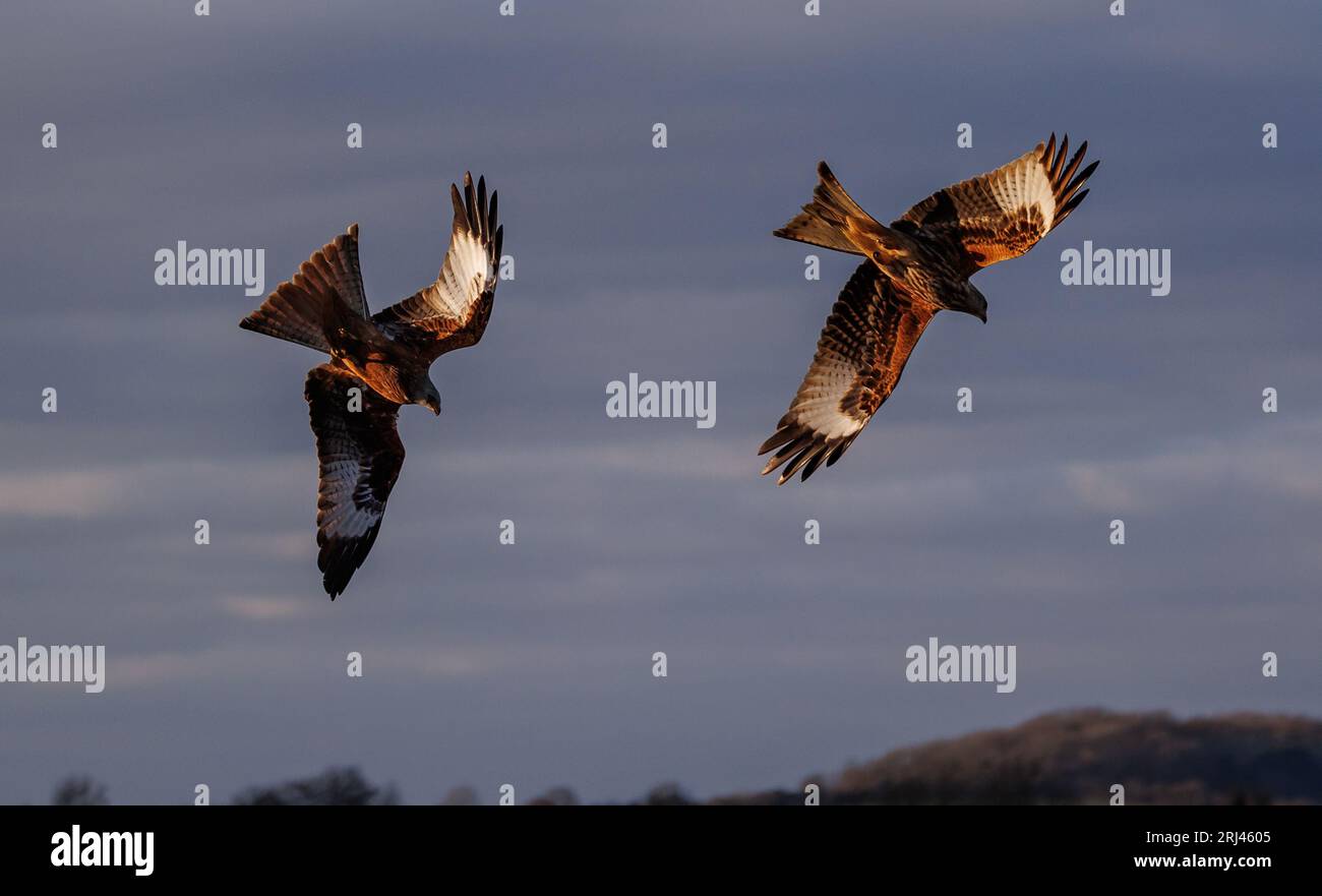 Two hawks in flight, one soaring gracefully and the other in pursuit ...