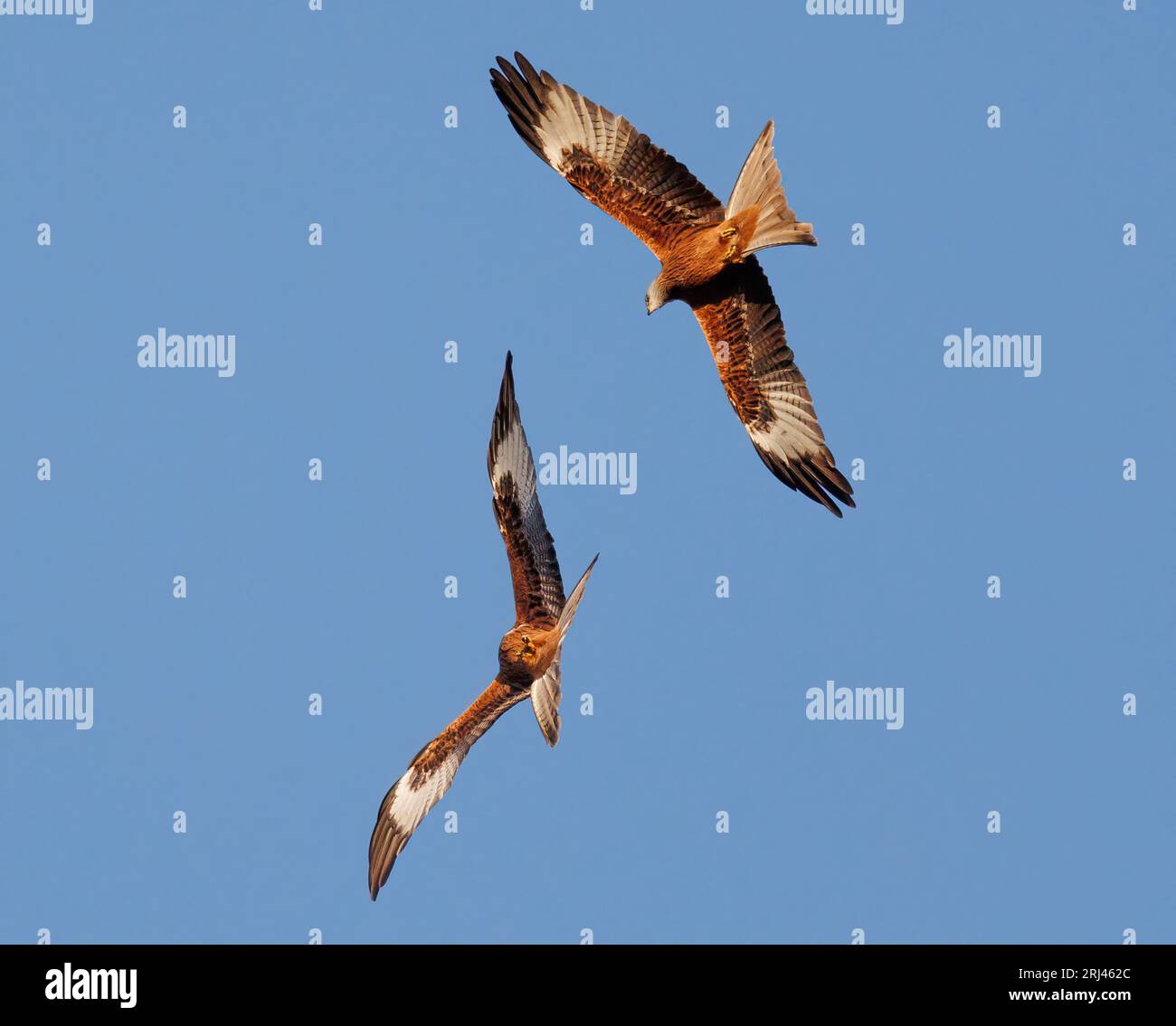 Two small birds in flight against a tranquil blue sky backdrop Stock ...