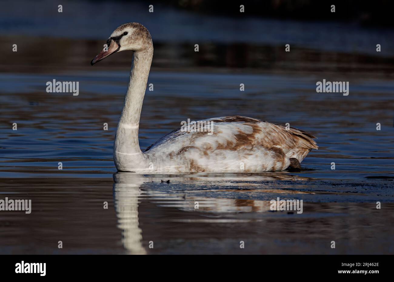A majestic swam swimming in a body of water Stock Photo - Alamy