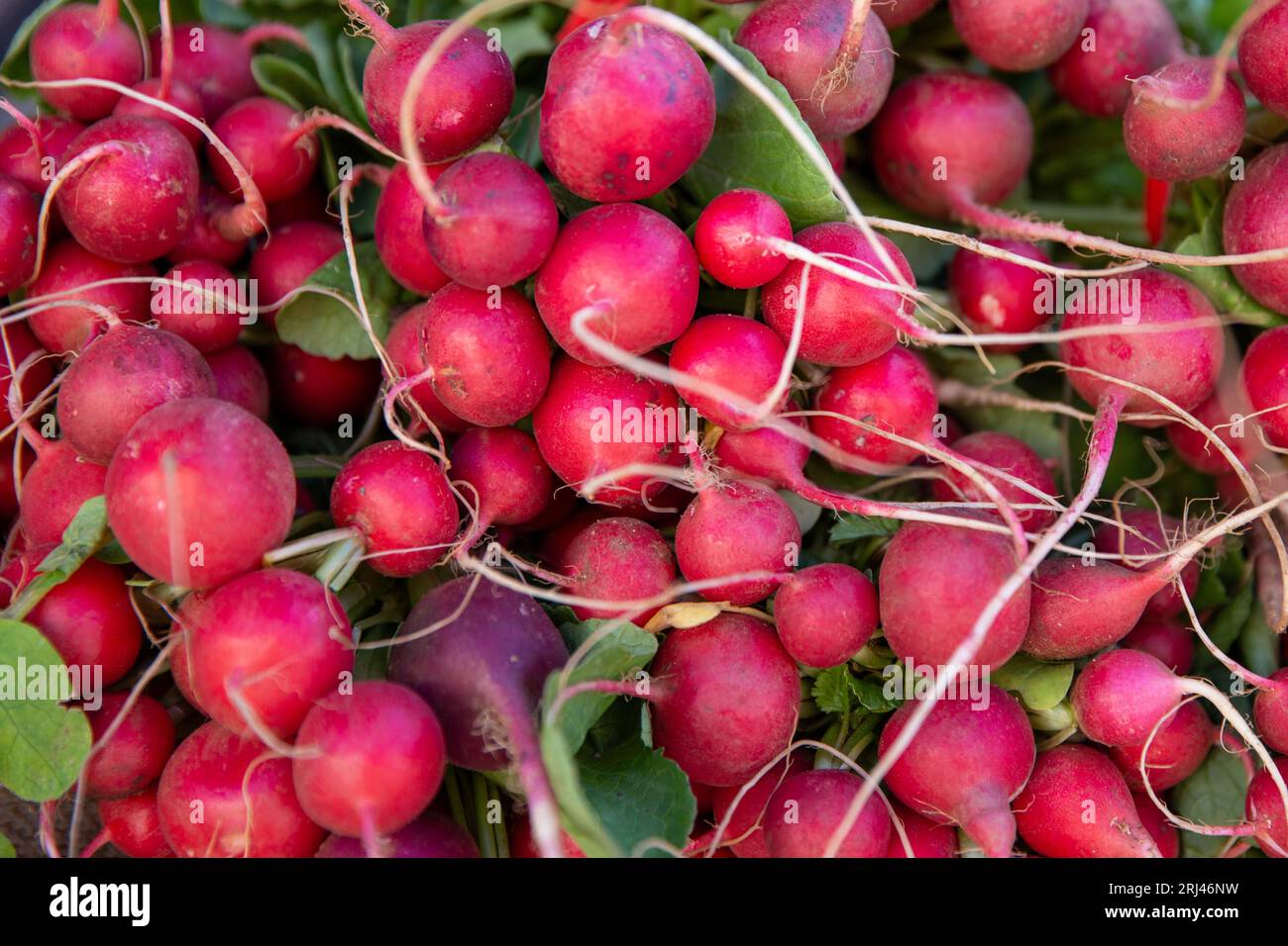 Crunchy radishes hi-res stock photography and images - Alamy