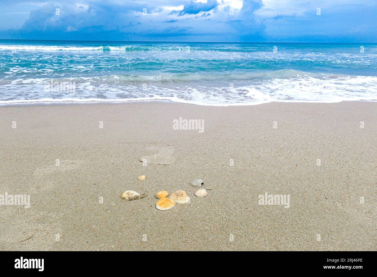 A beautiful beach scene with white shells on the golden sand Stock ...
