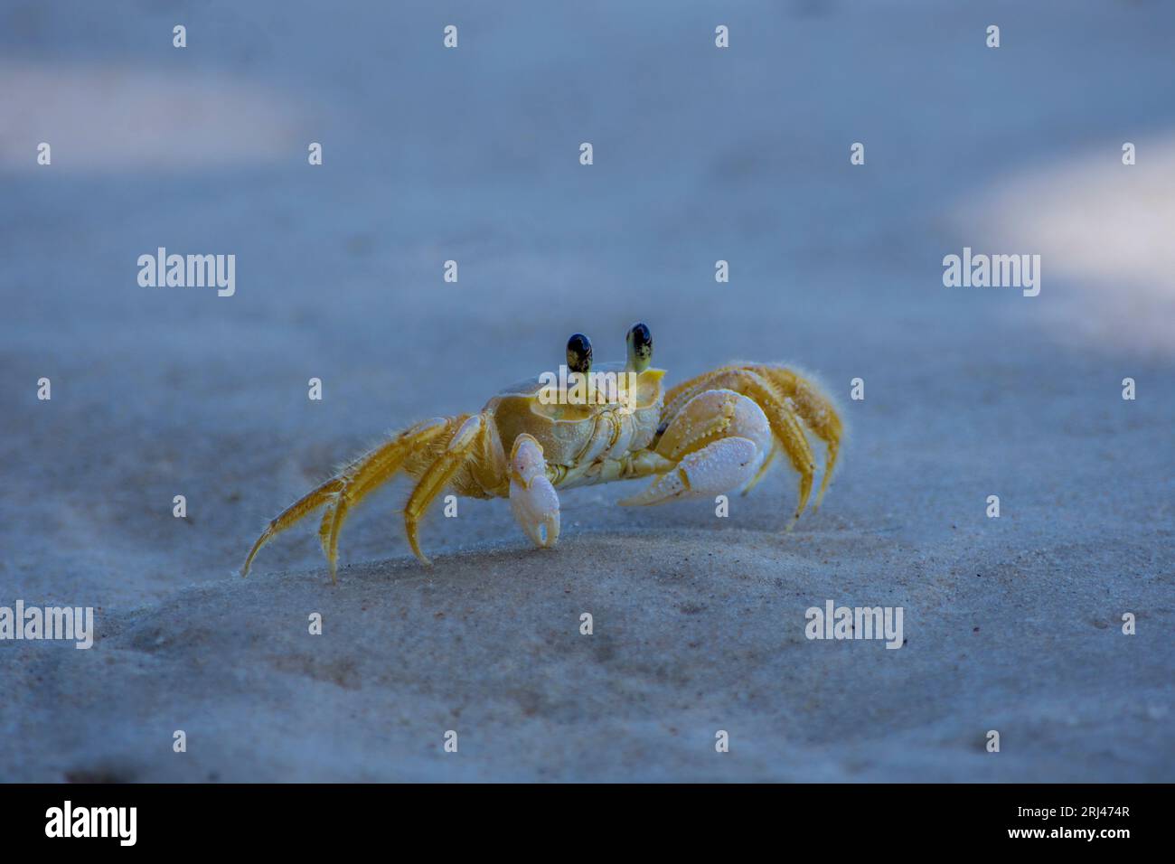 A tufted ghost crab (Ocypode cursor) on a sand dune on a beach Stock ...