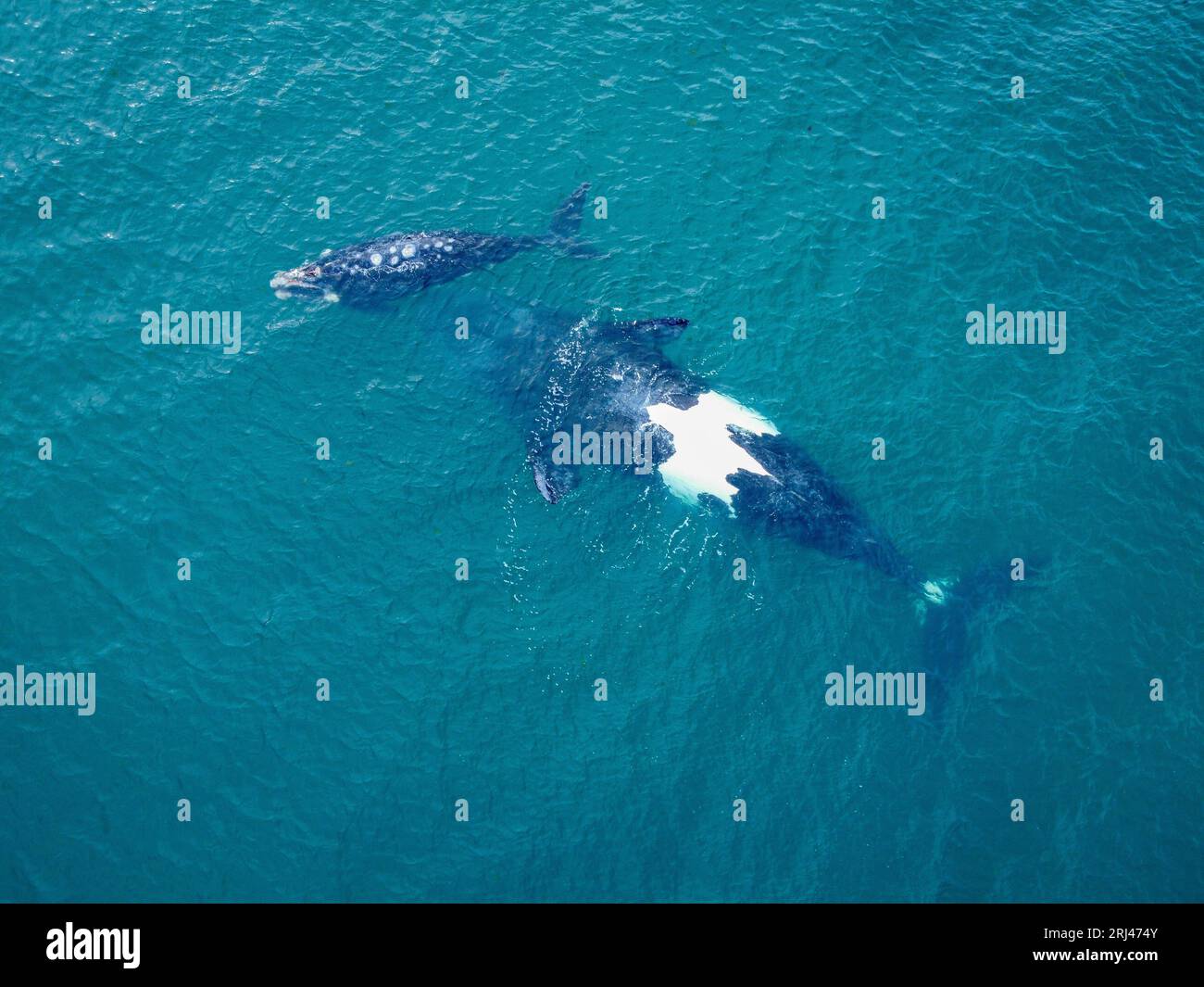 An aerial view of two killer whales (Orcinus orca) swimming side by ...