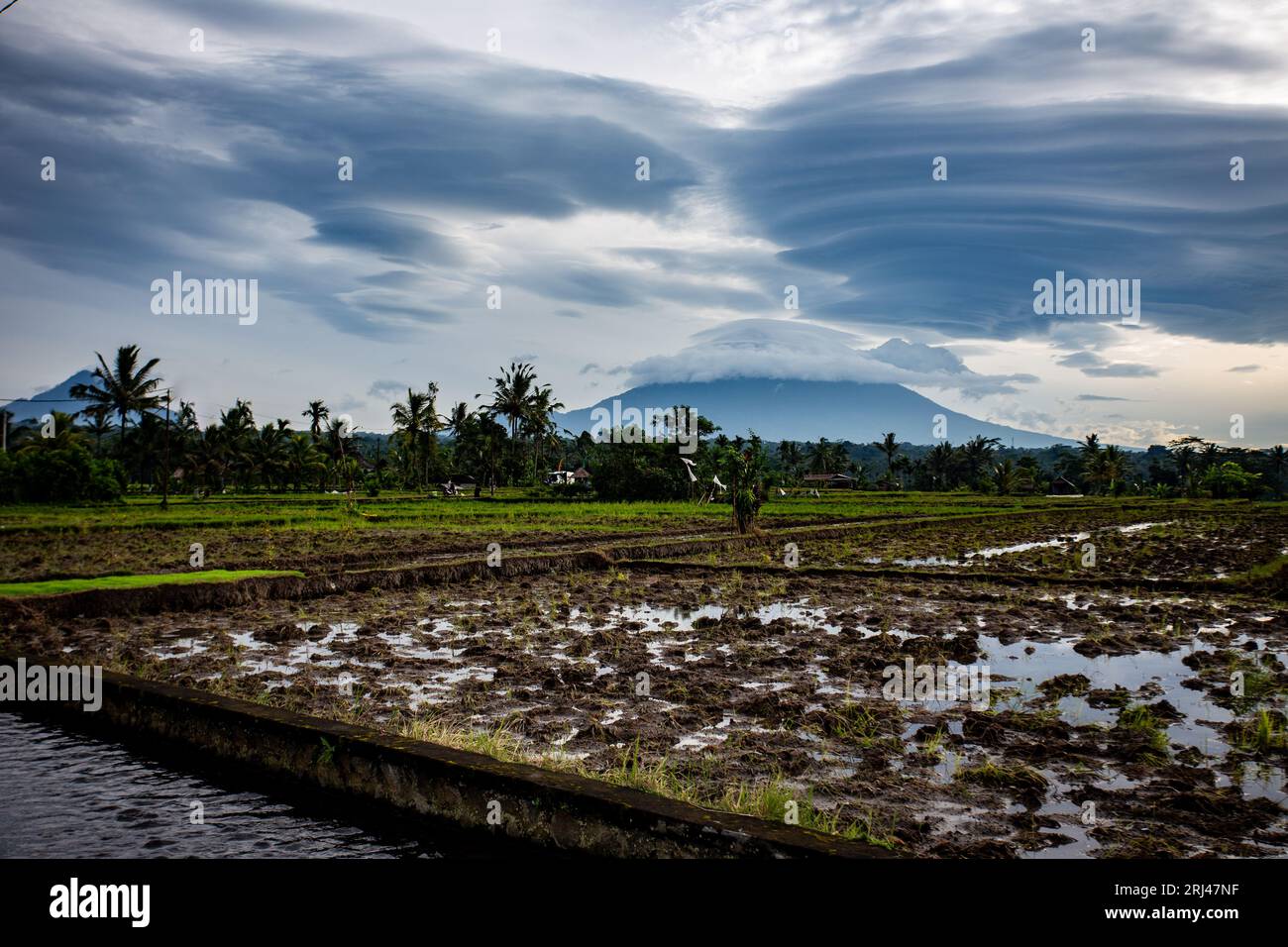 Indonesian Rice Field in the morning with interesting clouds over a ...