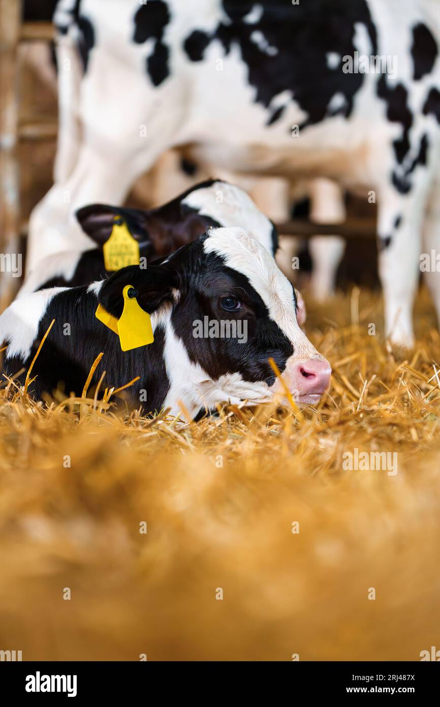 Close cute young calf lies in straw. calf lying inside dairy farm in ...