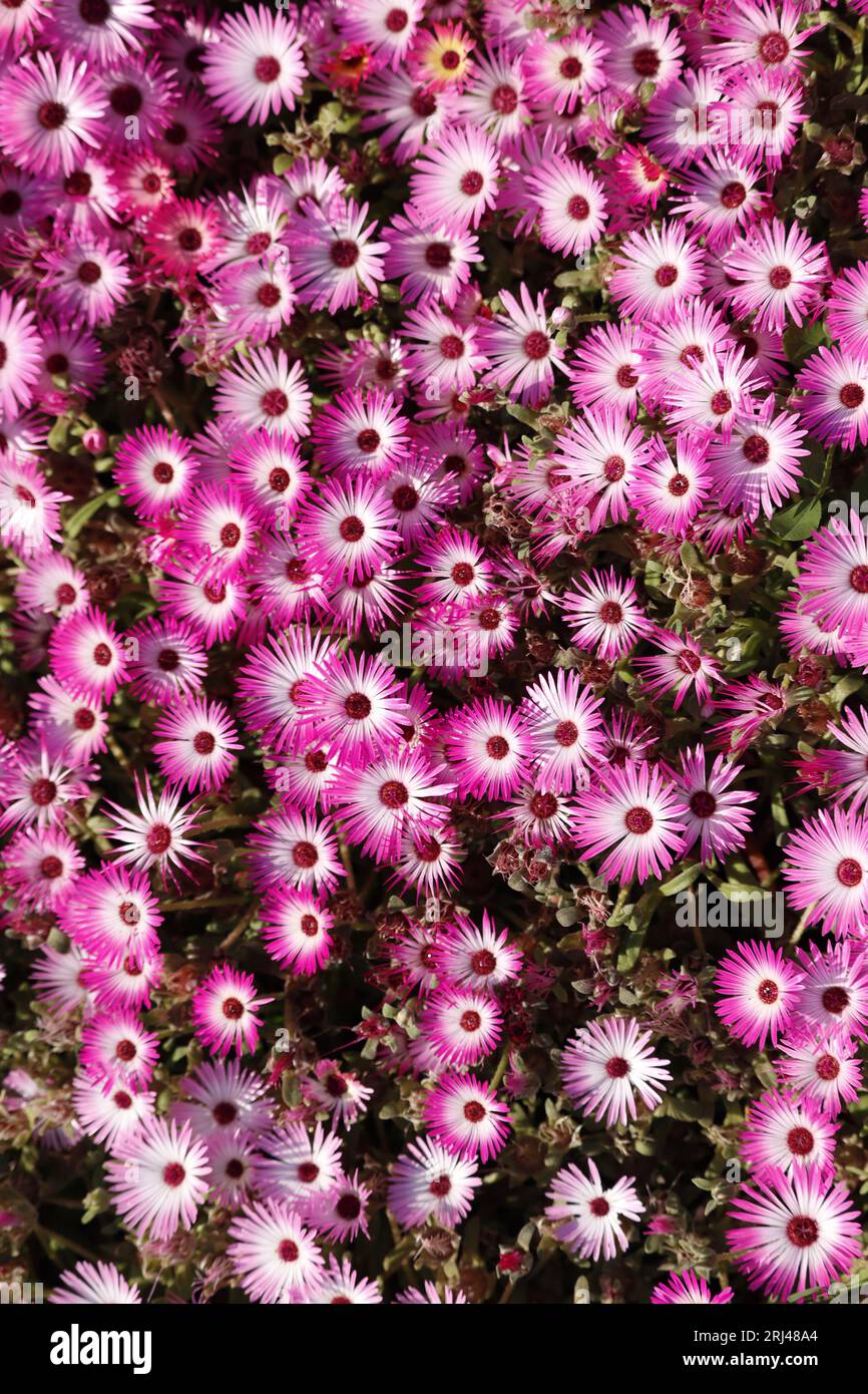 A vertical closeup of pink daisy flowers in sunlight Stock Photo - Alamy