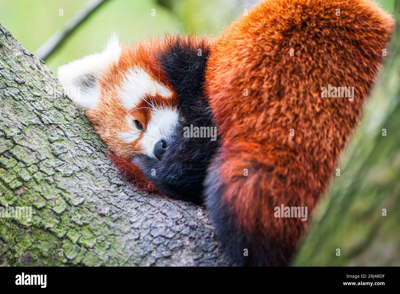 Red panda bear climbing tree. close-up of a rare red panda Stock Photo ...