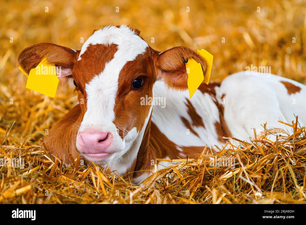 Cute Calf