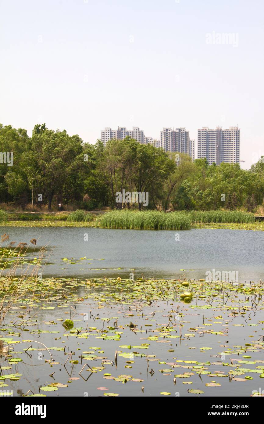 pond scenery and high rise building landscape, north china Stock Photo ...