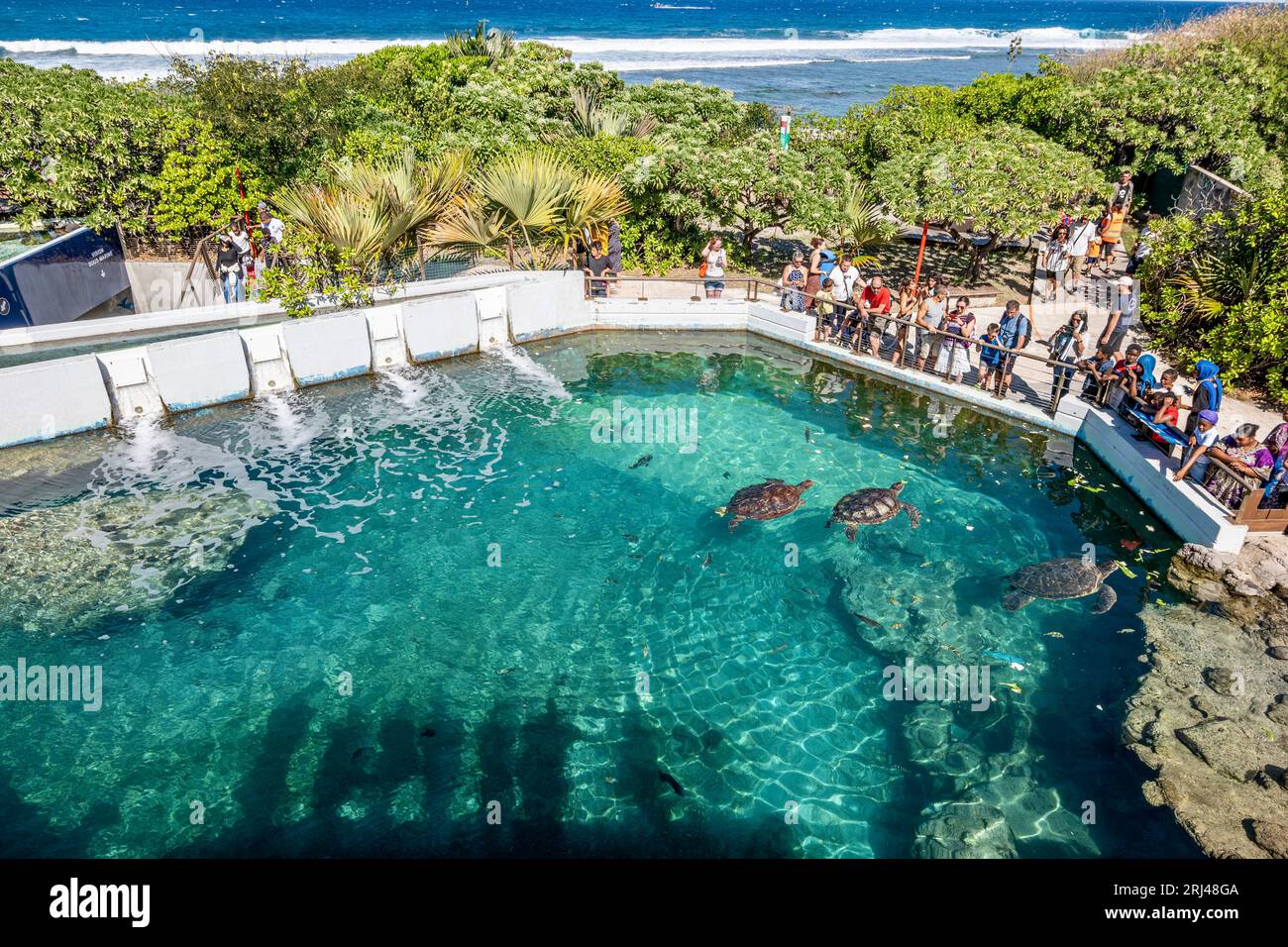 Kélonia, sea turtle care center in Réunion Island, dedicated to ...