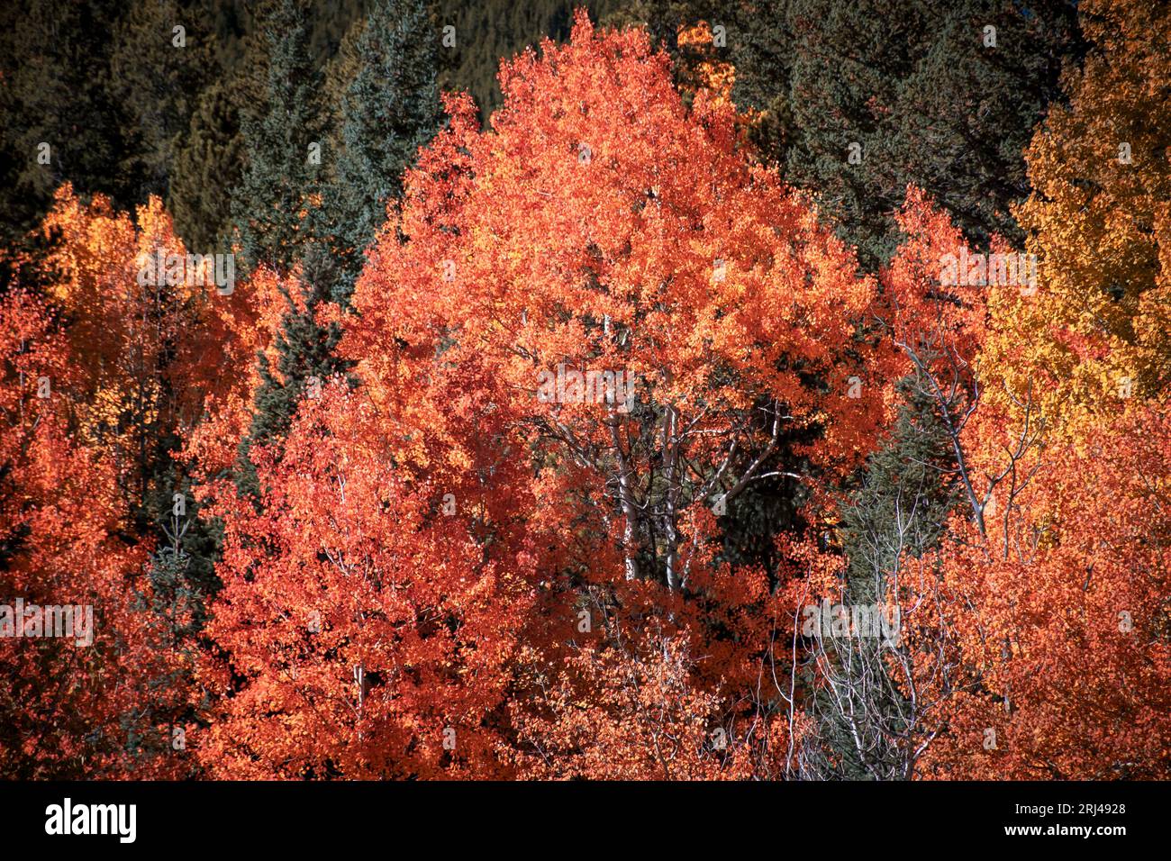A landscape of a forest covered in yellowing trees in autumn Stock ...