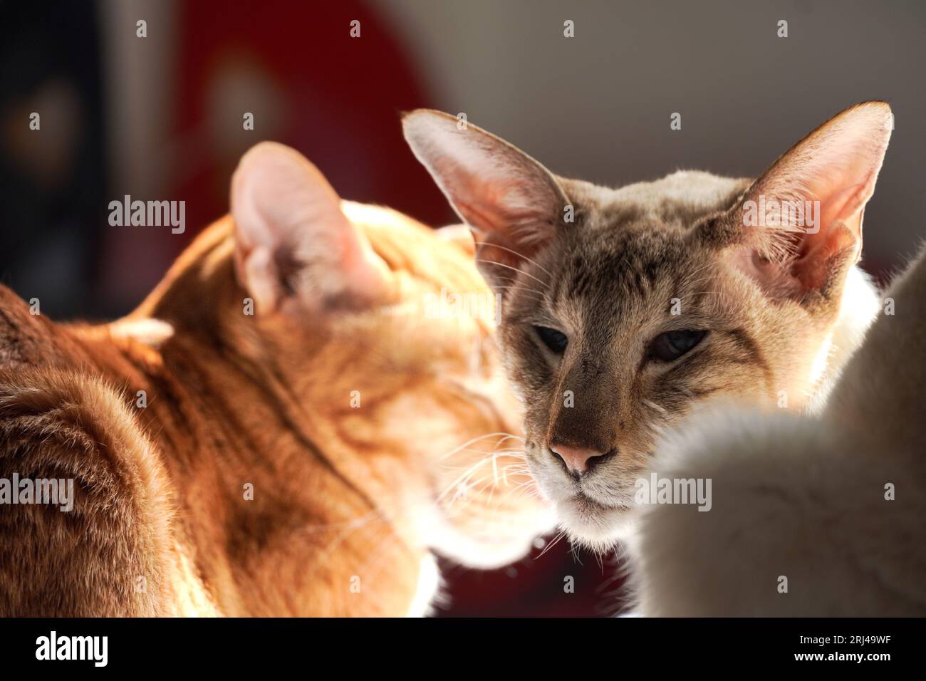 The two domestic cats cuddling together in a cozy and relaxed position ...