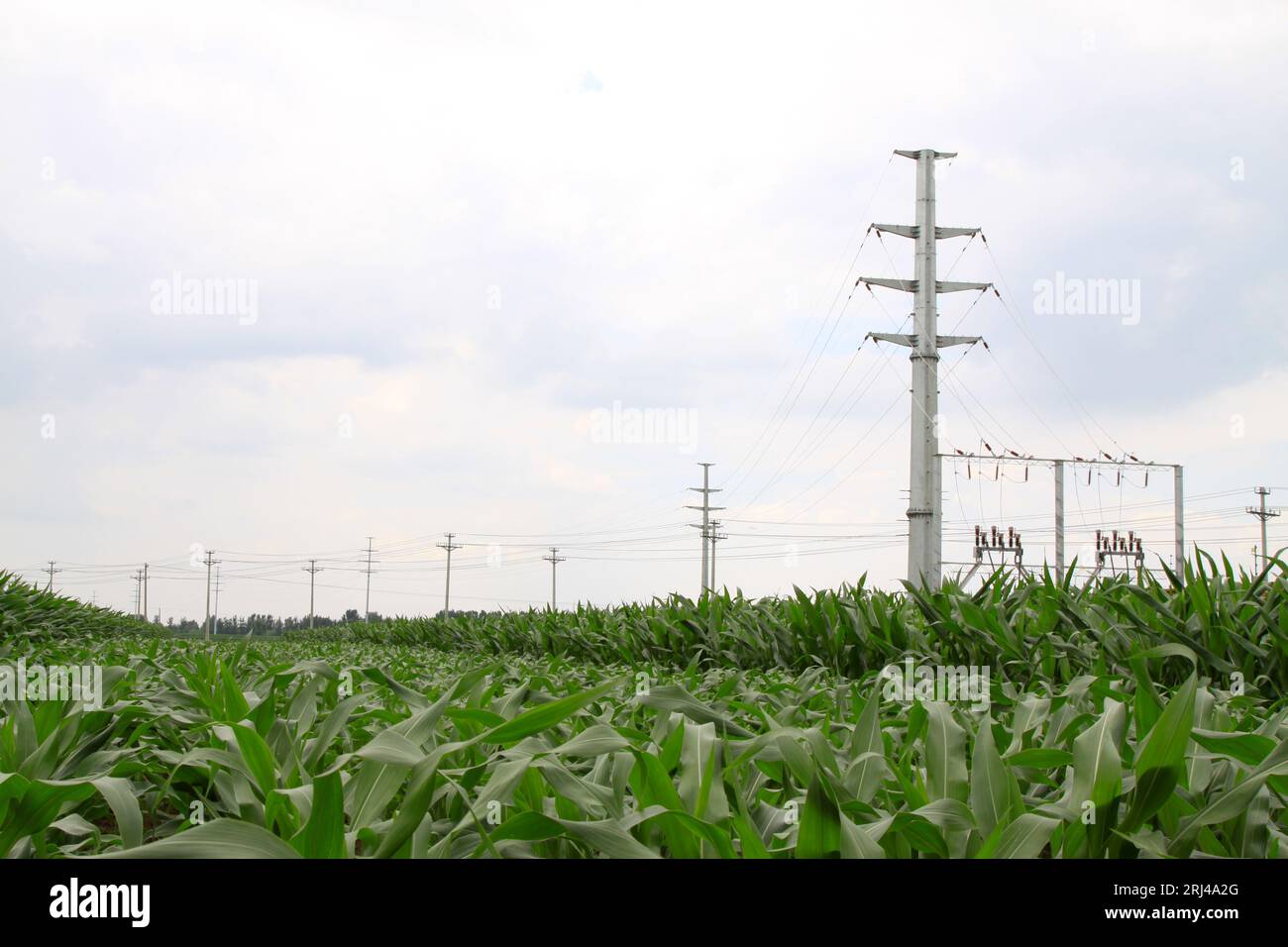 MaCheng July 12: High voltage power transmission lines in the green ...