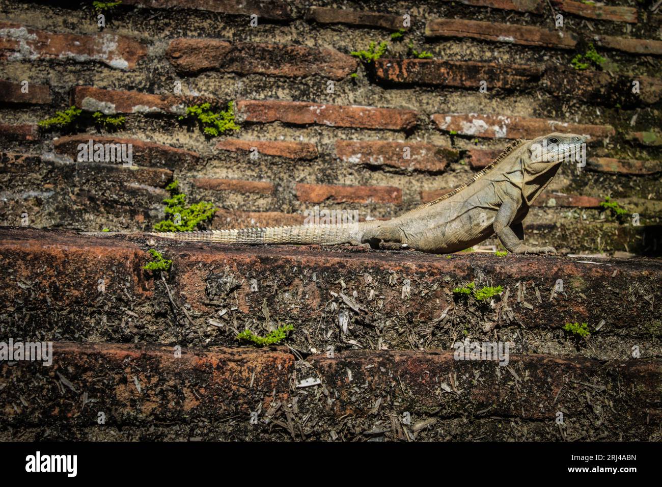 A closeup of a lizard on the steps of the Temple of Kukulcan, Mexico ...