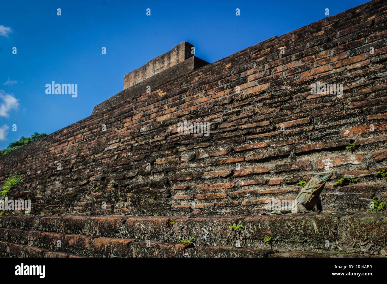 A closeup of a lizard on the steps of the Temple of Kukulcan, Mexico ...