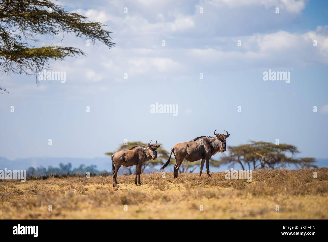 Crescent island lake naivasha hi-res stock photography and images - Alamy