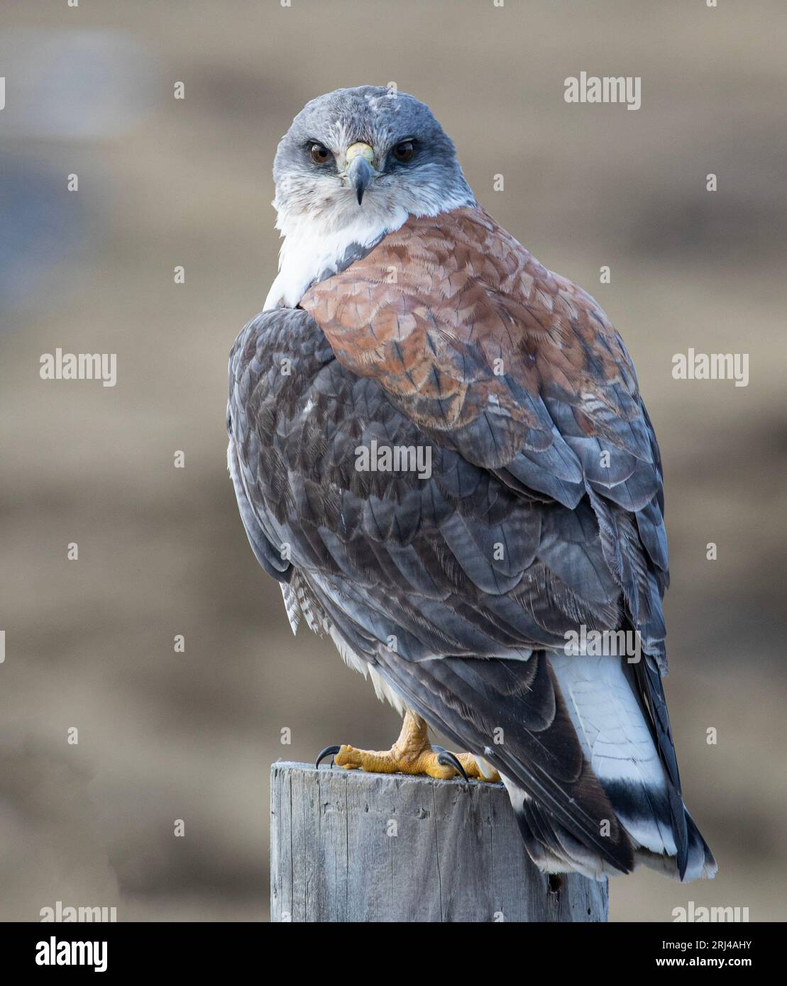 A Variable Hawk,Geranoaetus polyosoma, on a fence post on The Falkland Islands Stock Photo - Alamy
