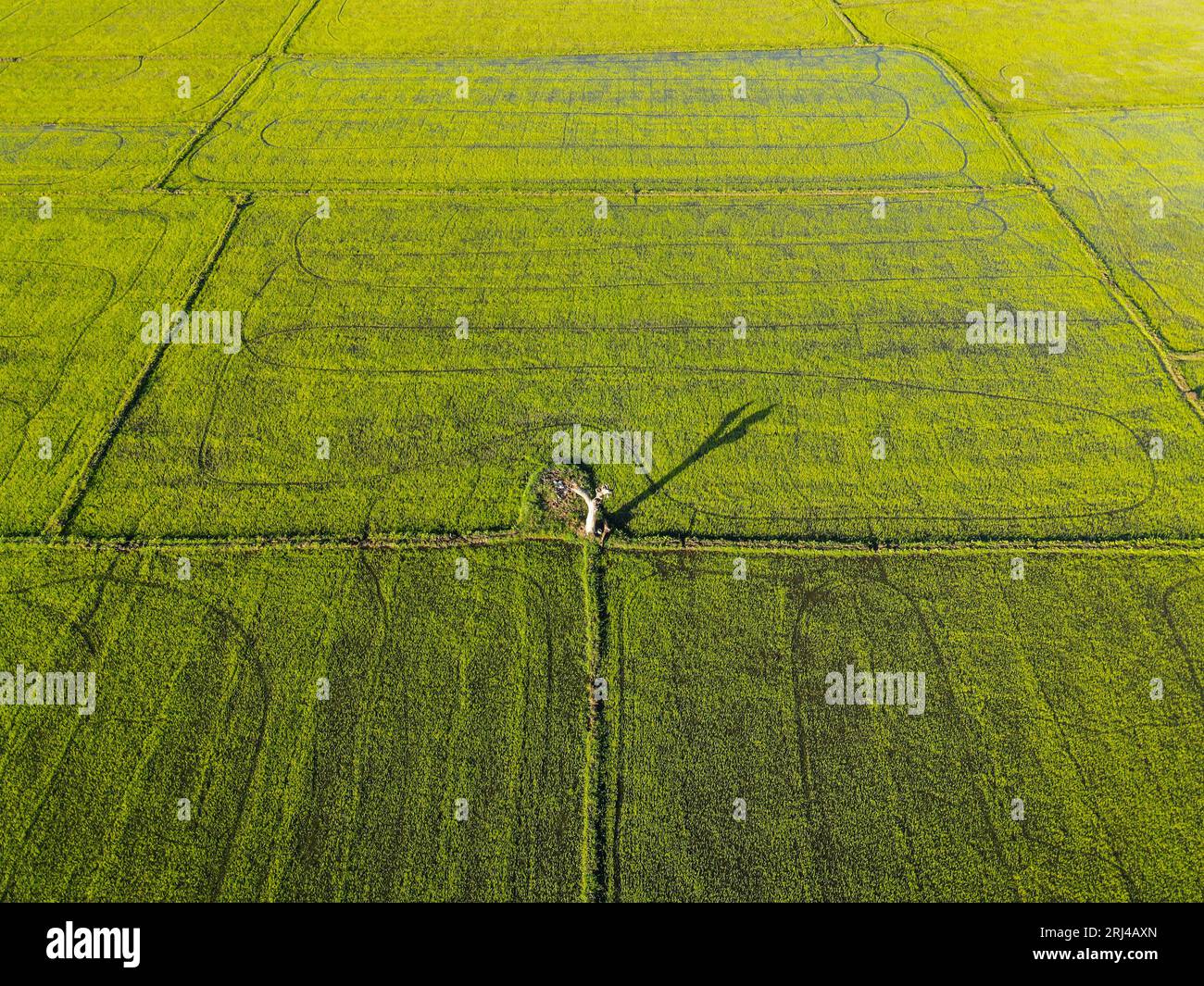 Aerial view of a winding pathway through a picturesque, vibrant green ...