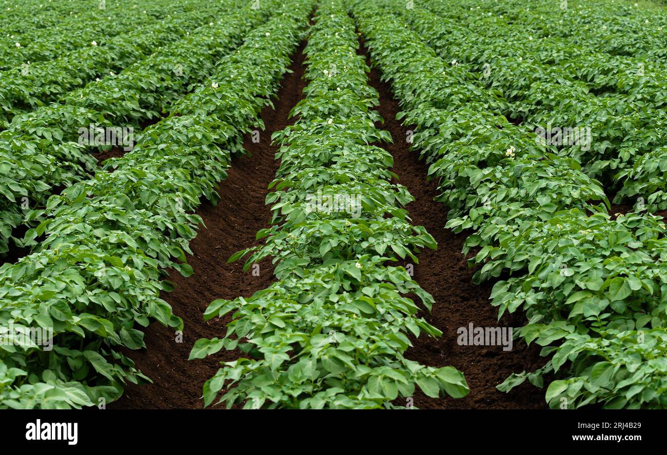 A lush green landscape of the agricultural field with crops growing in ...