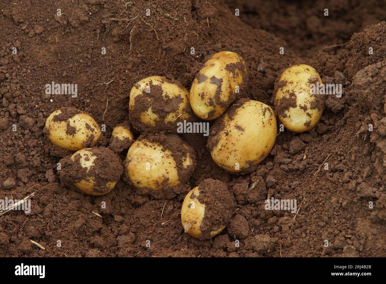 The fresh potatoes harvesting from the soil in a rural environment ...