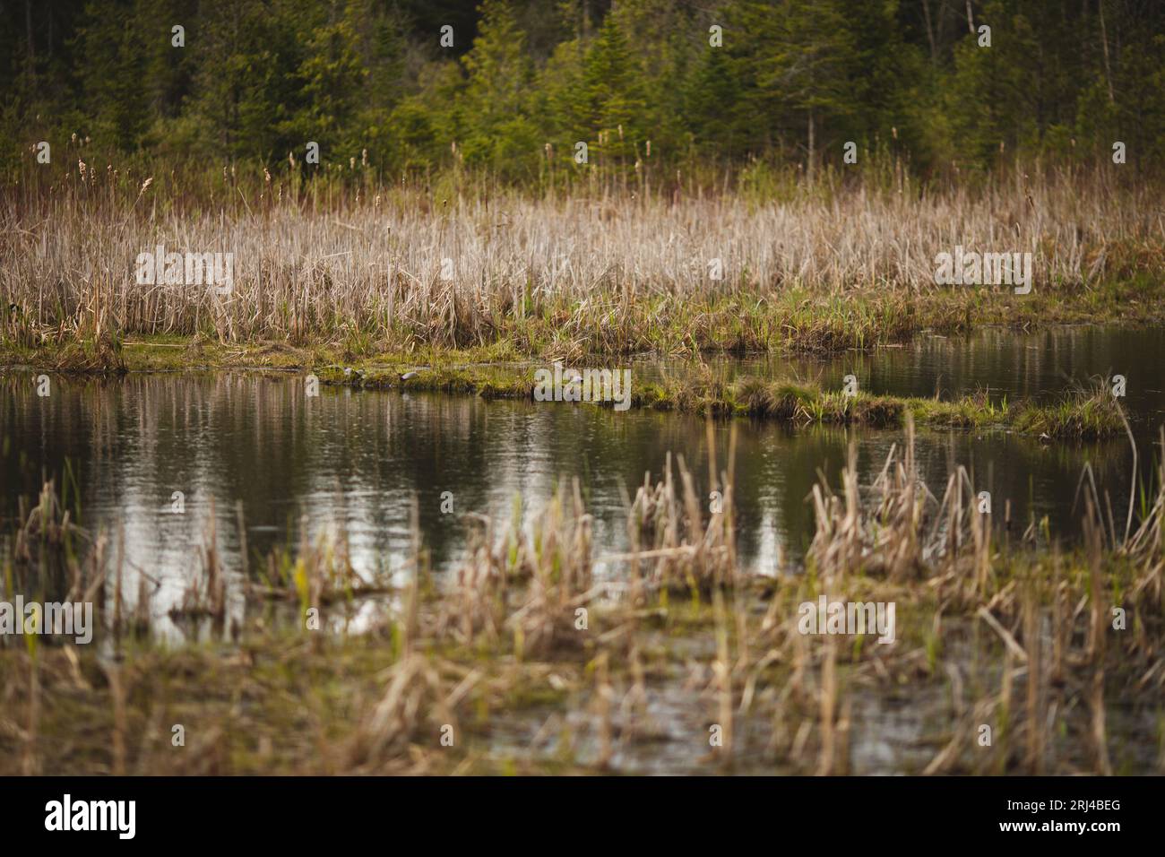 Adorable turtles near a natural pond surrounded by lush foliage at the ...