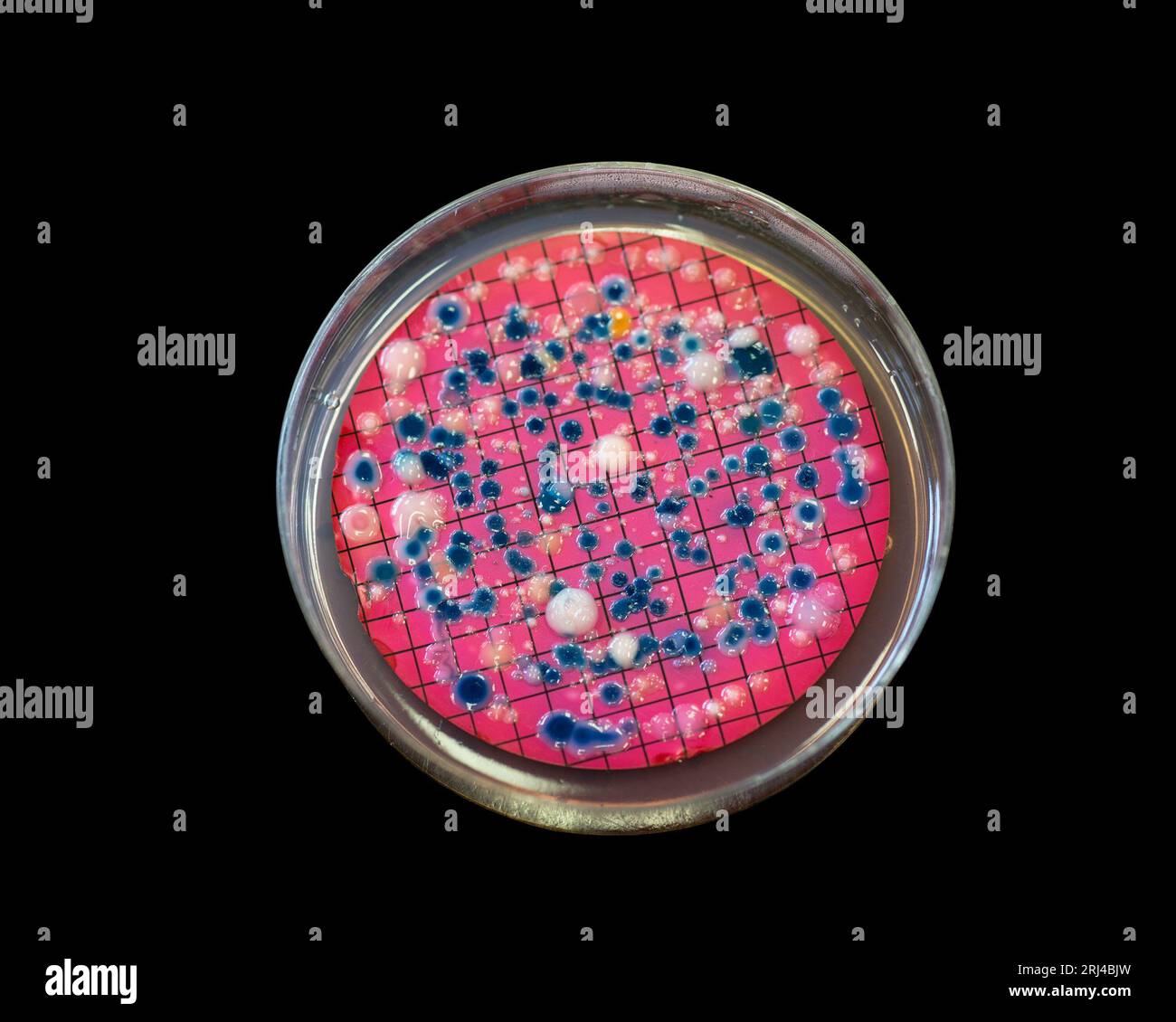 A petri dish with Escherichia coli colonies isloated on a black ...
