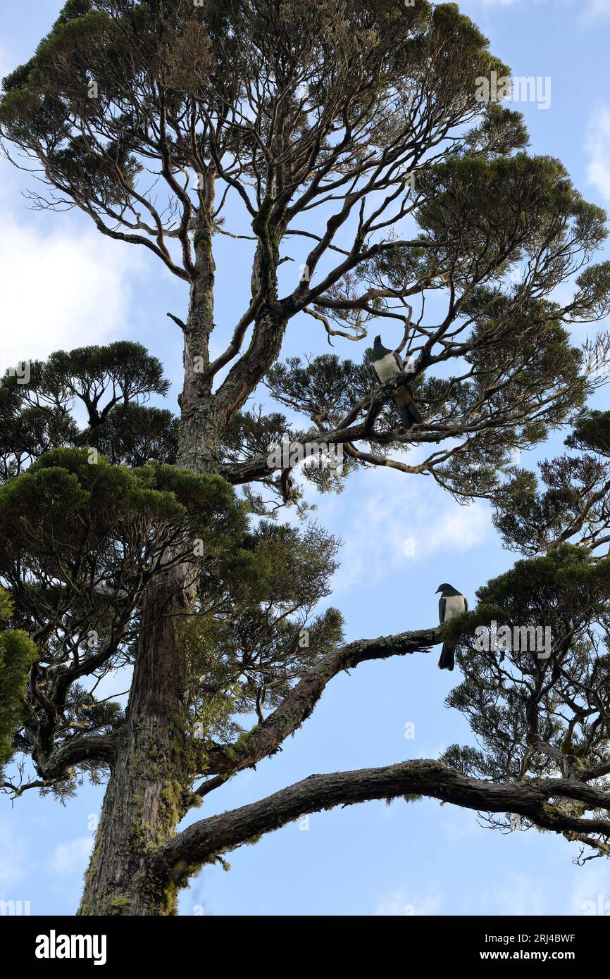 A low-angle of Kereru birds perched atop a tree branch in a peaceful ...