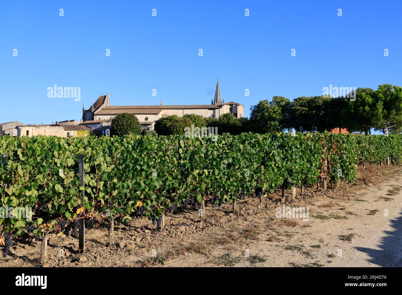 Vigne vignoble village vignes feuilles de vigne vignobles vin rouge hi ...