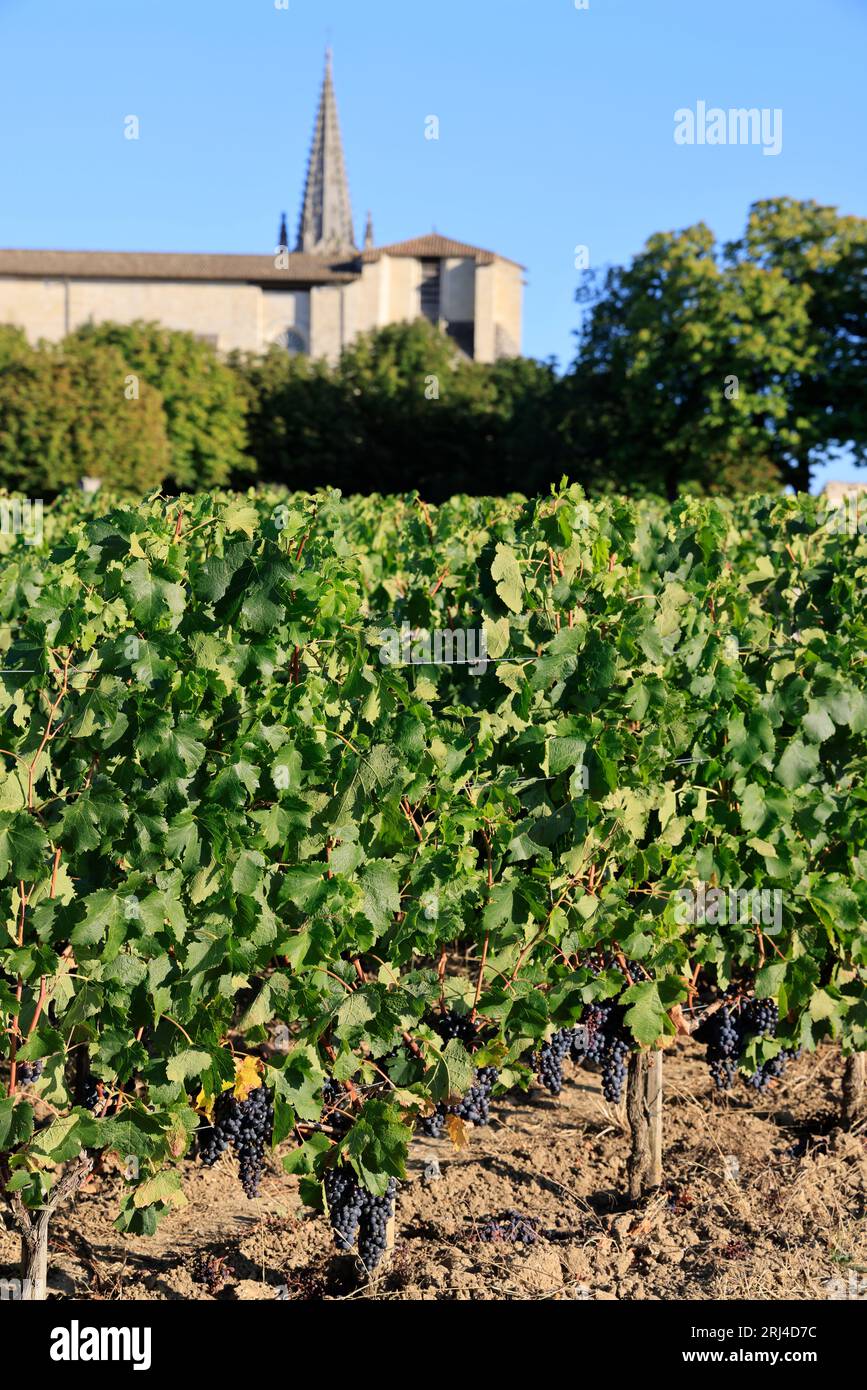 Vigne vignoble village vignes feuilles de vigne vignobles vin rouge hi ...