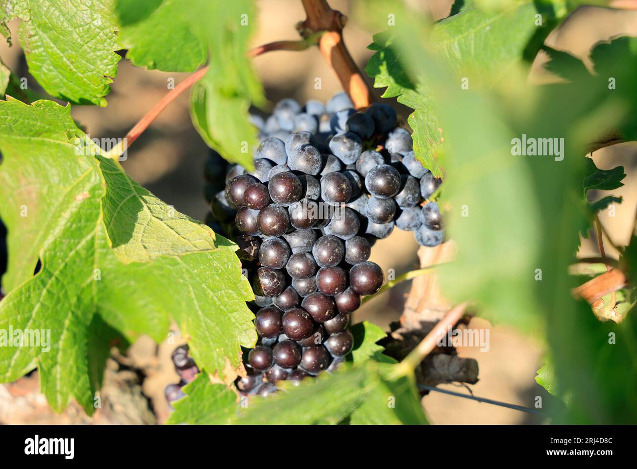 Appellations dorigine controlee hi-res stock photography and images - Alamy