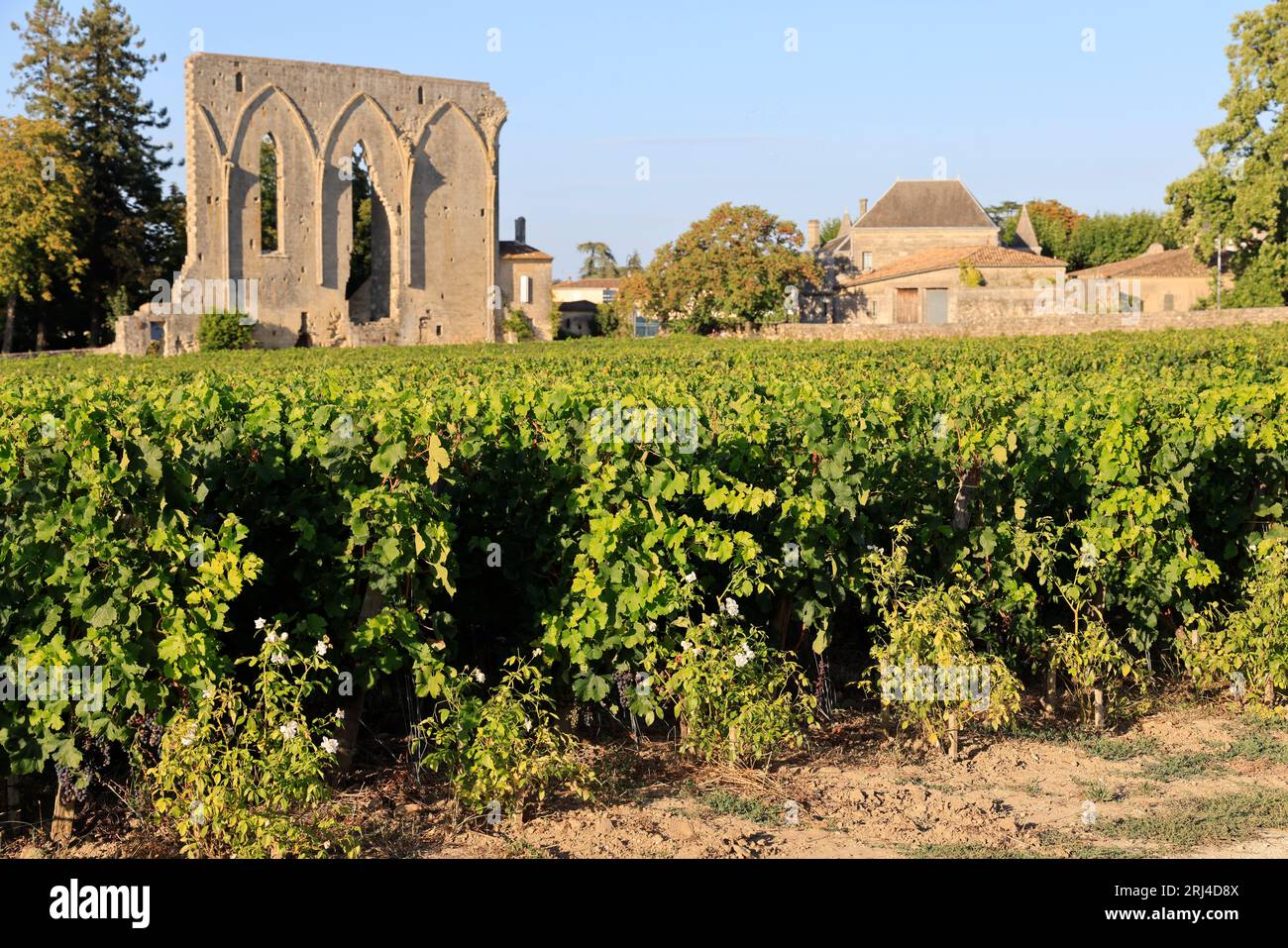 Appellations dorigine controlee hi-res stock photography and images - Alamy