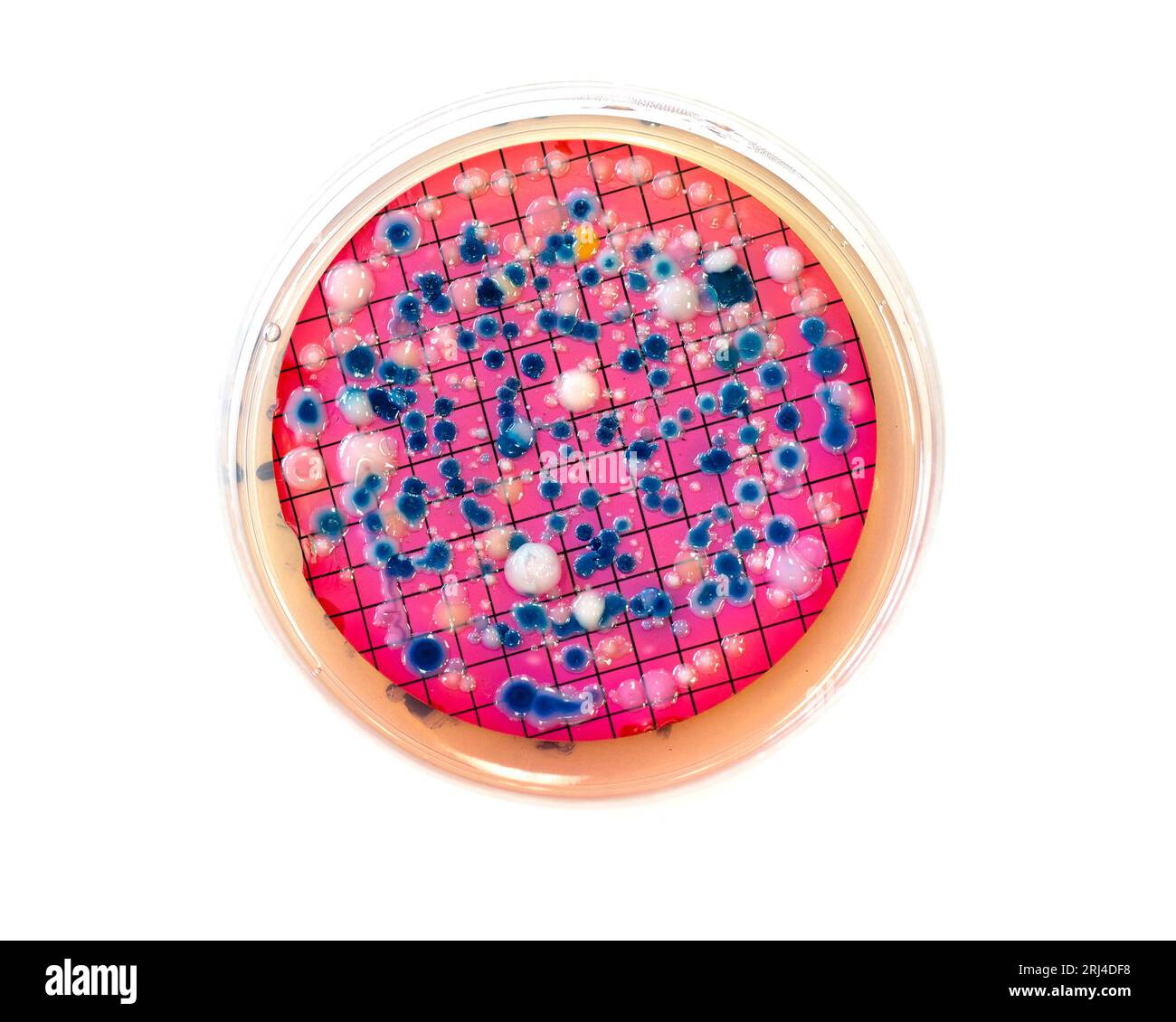 Escherichia coli colonies growing on an agar plate Stock Photo - Alamy