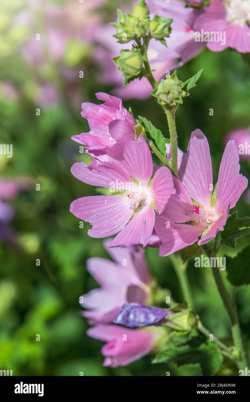Big pink and red delicate flowers of mallow in bloom with green leaves ...