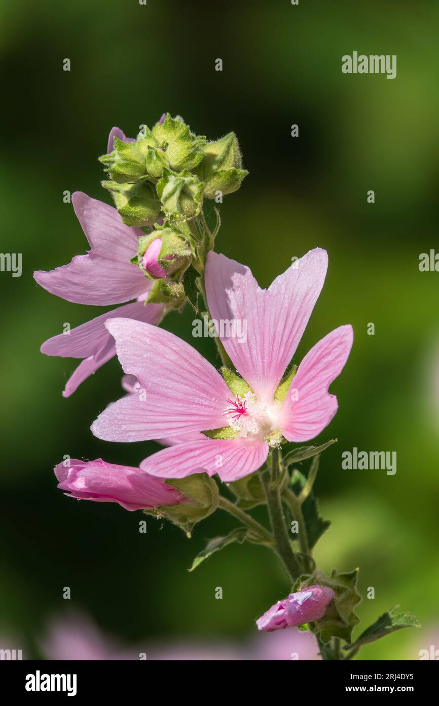 Big pink and red delicate flowers of mallow in bloom with green leaves ...